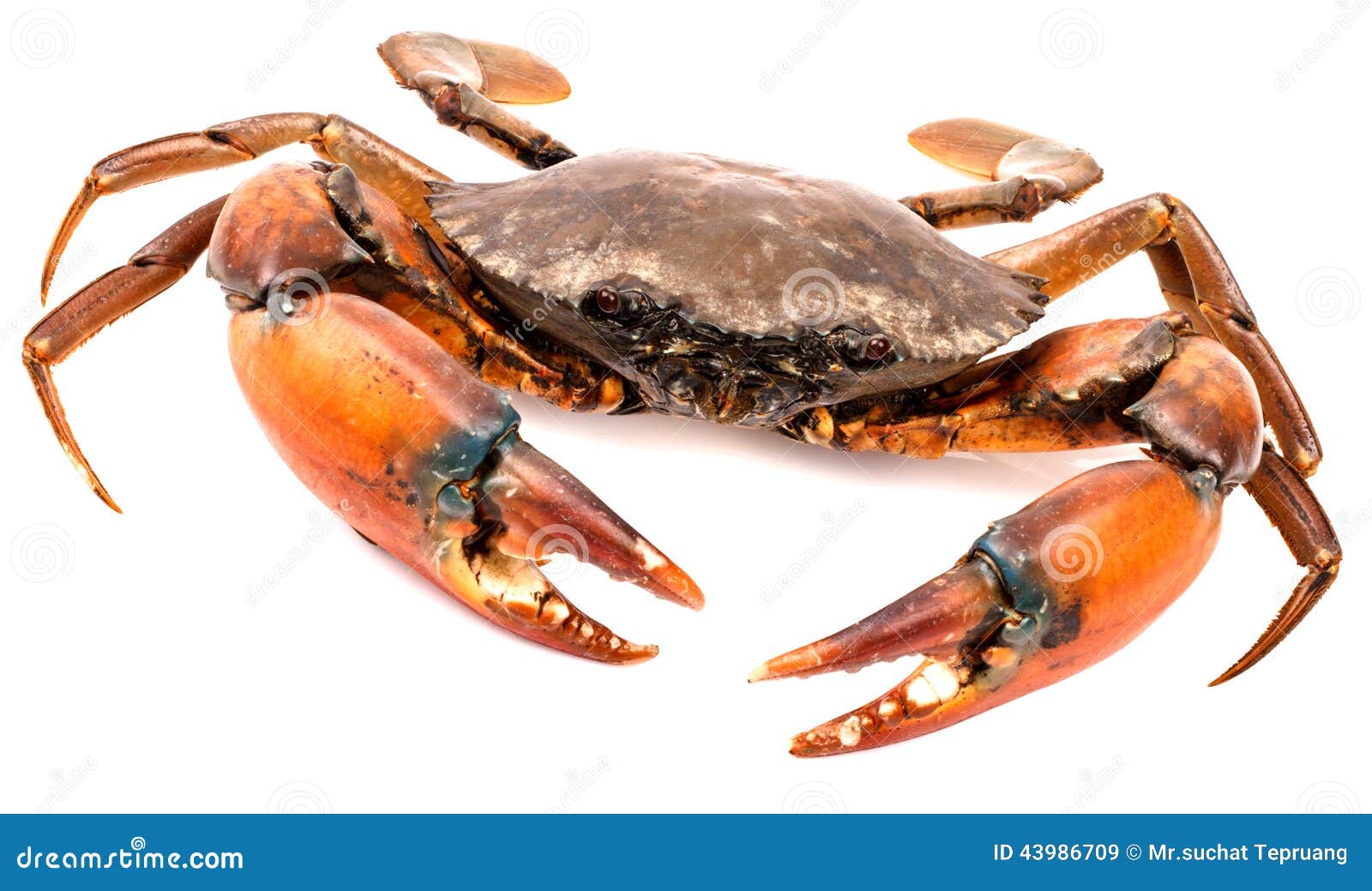 Ruwe Zwarte Krab in Geïsoleerd Op Wit Stock Afbeelding - Image of rood, kleur: 43986709