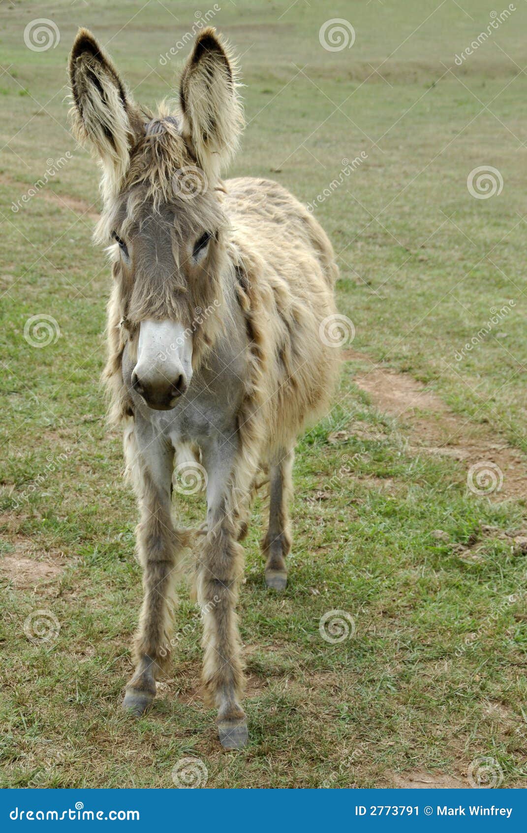 Shaggy Donkey stock afbeelding. Image of dier, ezels, dieren - 2773791