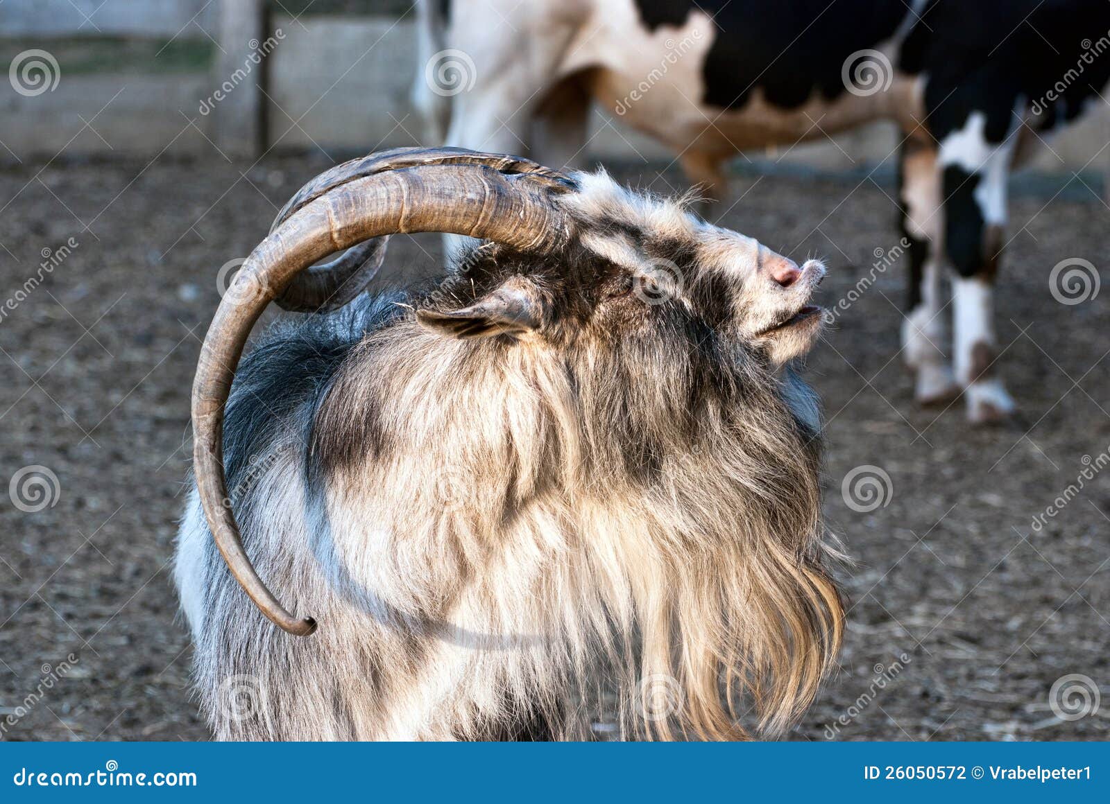 Ruwharige haired geit stock foto. Image of geit, duivel - 26050572