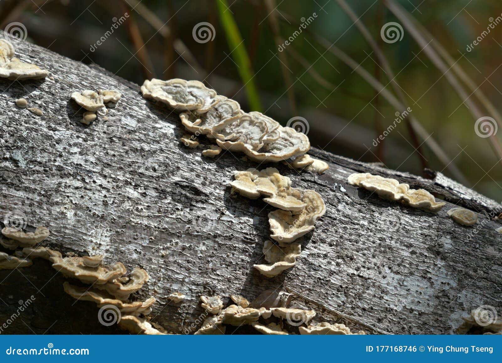 `Ruyi` grows on the trunk stock photo. Image of fungi - 177168746