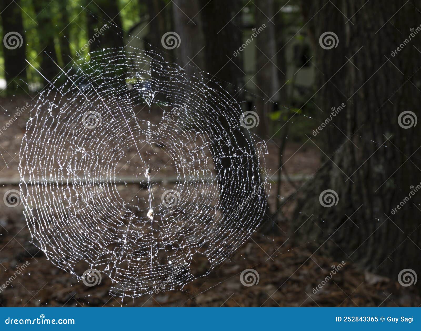 Spider Web at a Campsite with an RV Behind Stock Image - Image of beige ...