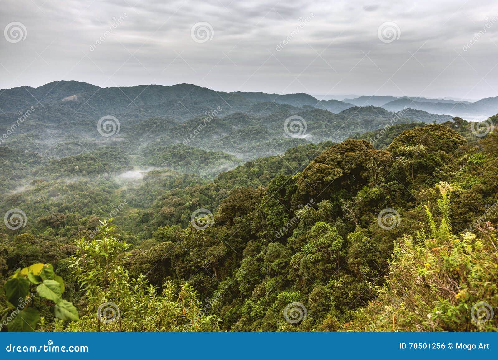 Rwanda rainforests. stock photo. Image of tropical, life - 70501256
