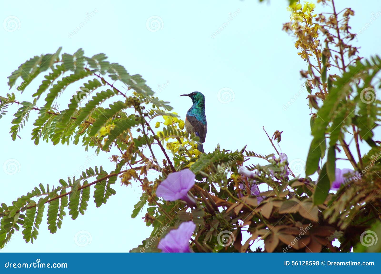 Rwandan Colorful Bird Eating Nectar in Tree in Tropical Forest Stock ...