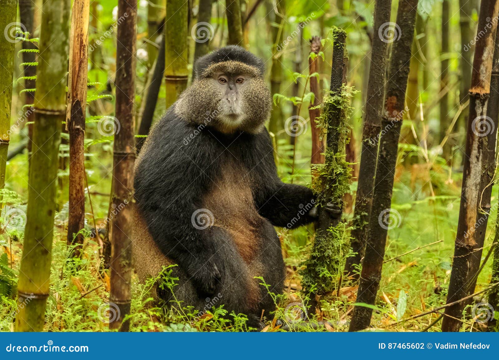 Rwandan Golden Monkey Sitting in the Middle of Bamboo Forest, Rwanda ...
