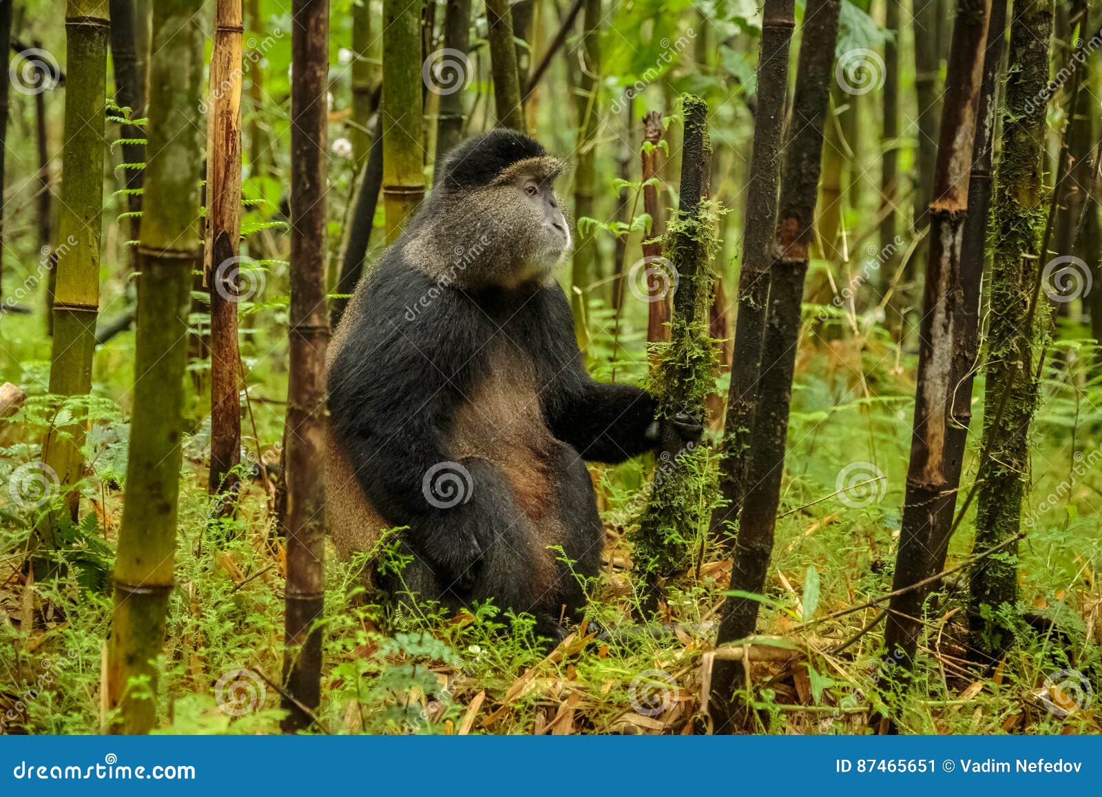 Rwandan Golden Monkey Sitting in the Middle of Bamboo Forest, Rwanda ...