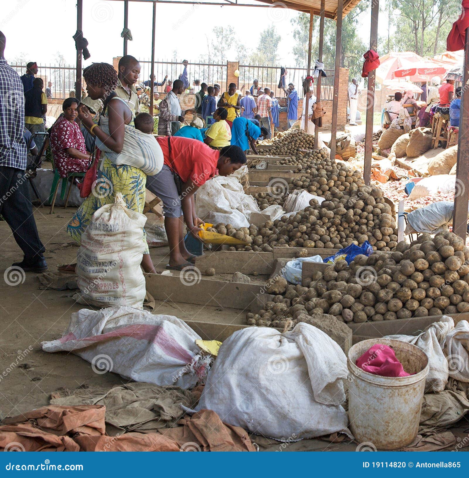 Rwandan Farmers Men Delivering Crops From The Fields On The Bikes ...