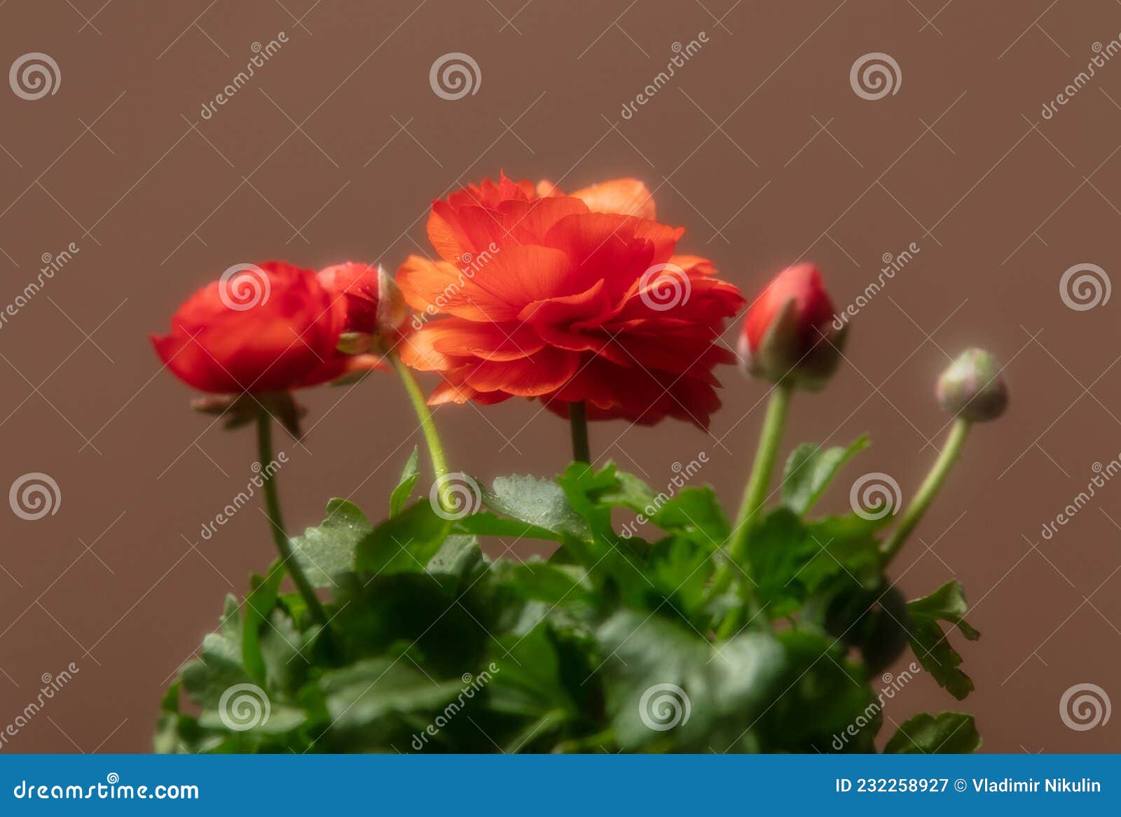 Rwd Buttercup Flower on Brown Background Stock Image - Image of color ...