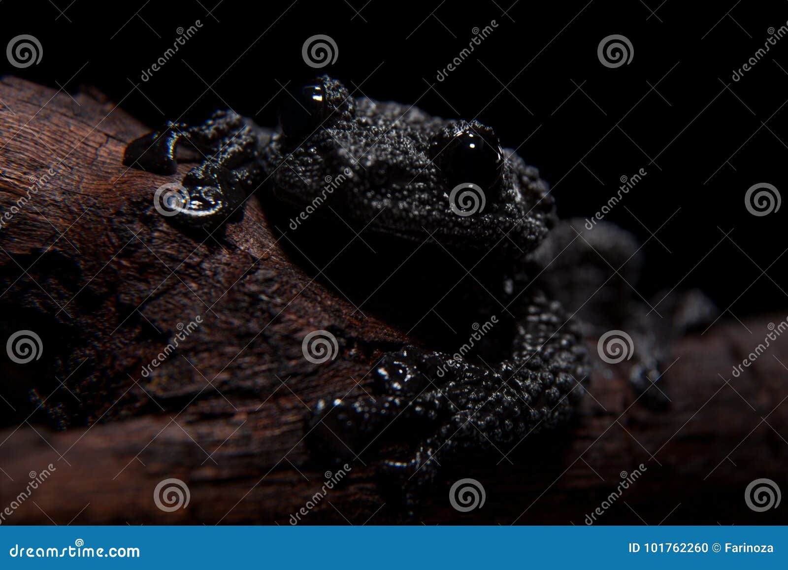 Ryabovi De Theloderma, Spieces Rares De Grenouille Sur Le Noir Photo ...
