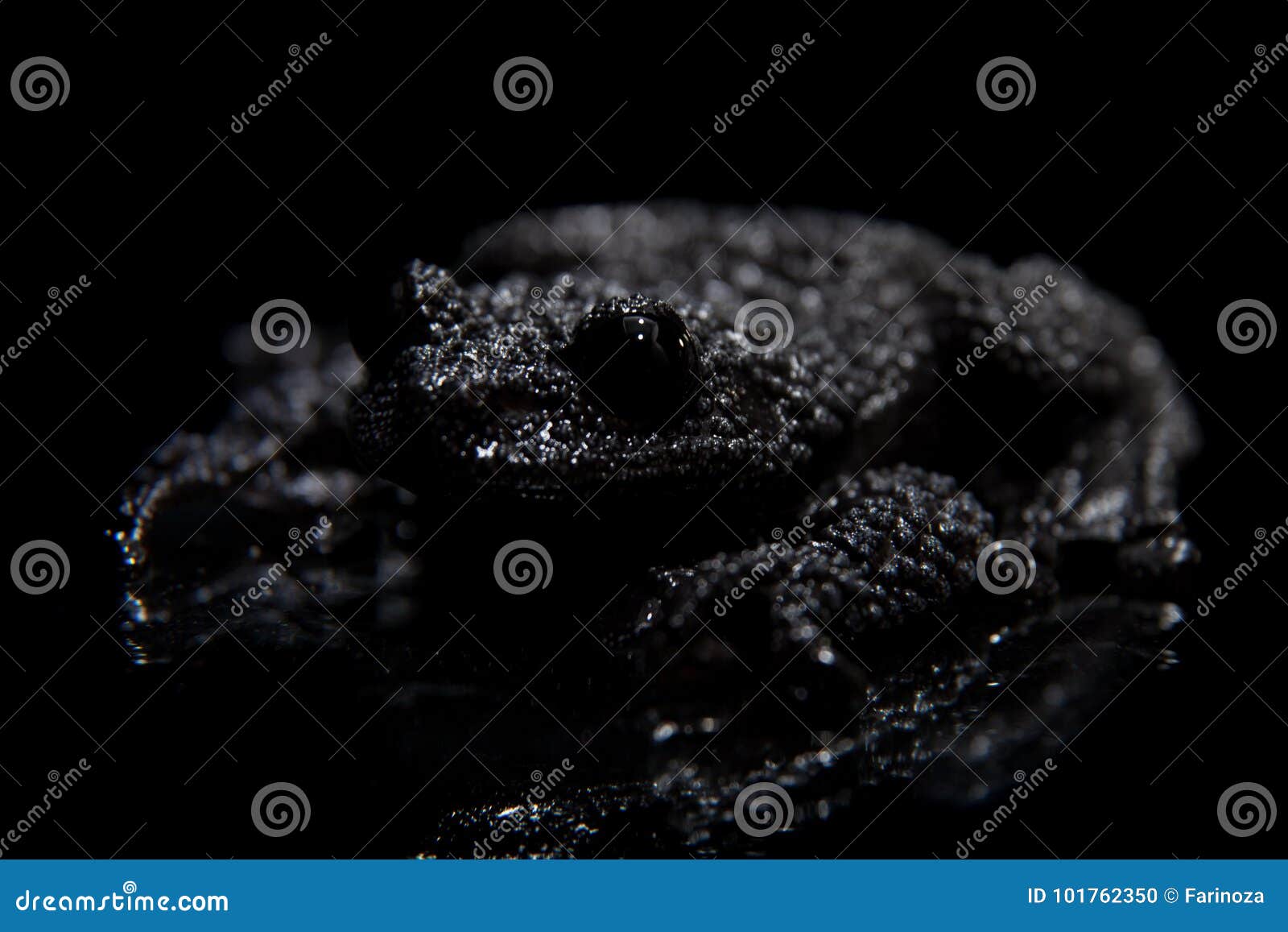 Ryabovi De Theloderma, Spieces Rares De Grenouille Sur Le Noir Photo ...