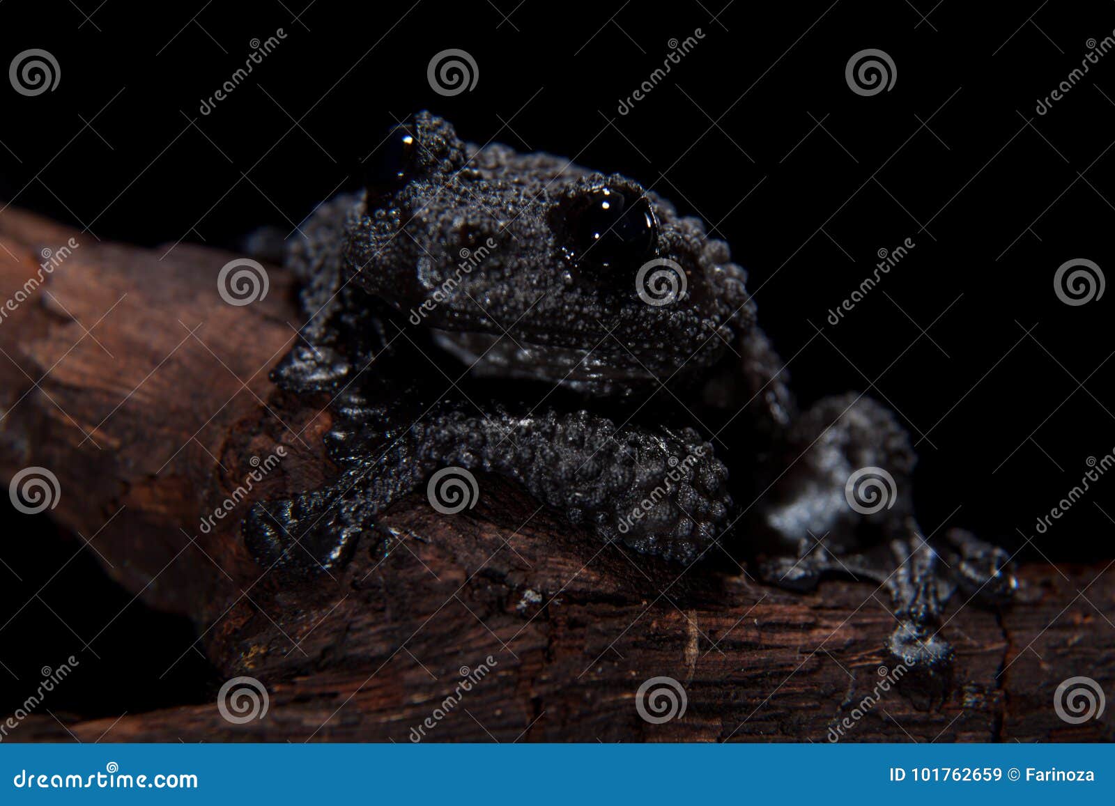 Ryabovi De Theloderma, Spieces Rares De Grenouille Sur Le Noir Image ...