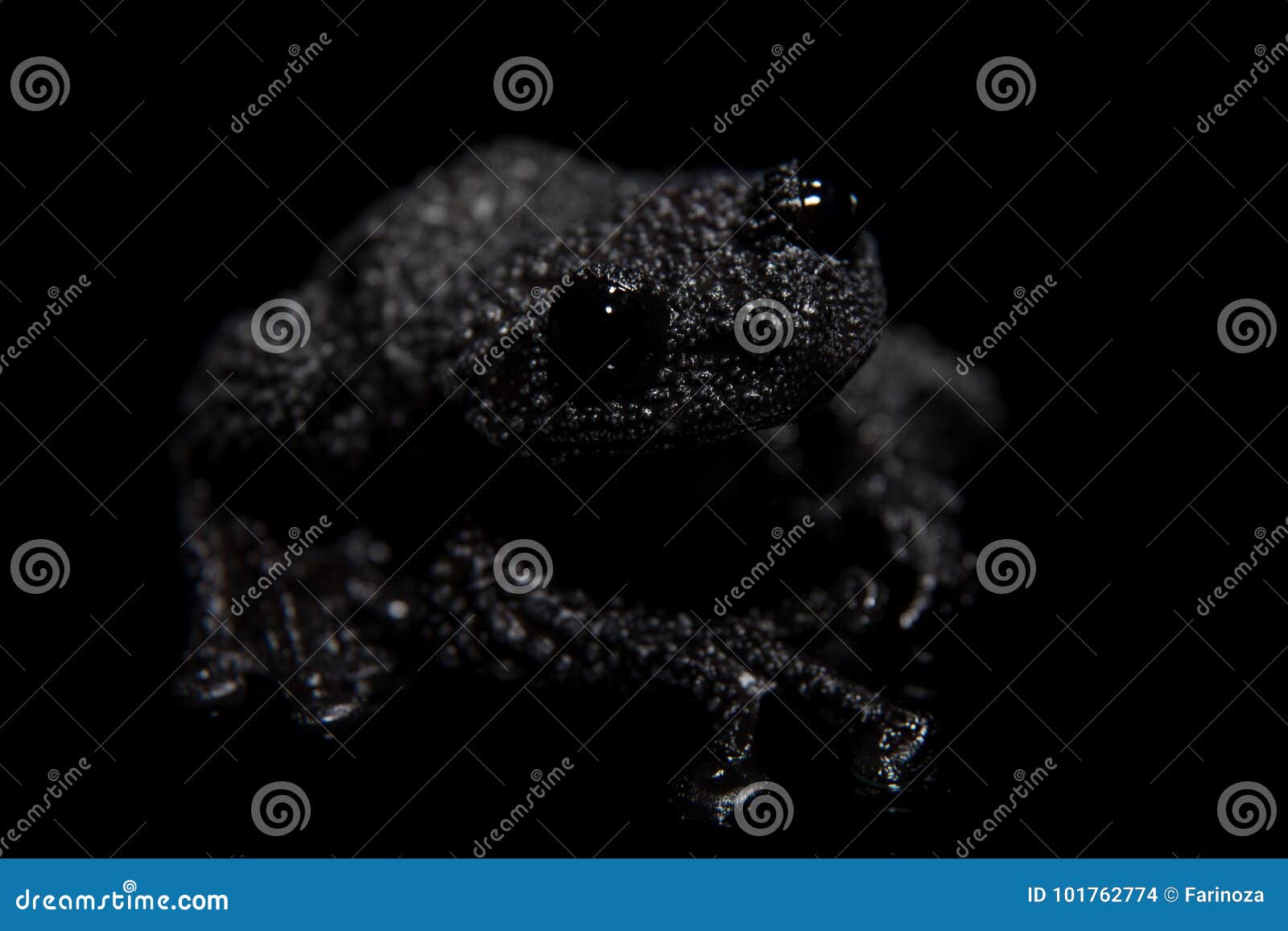 Ryabovi De Theloderma, Spieces Rares De Grenouille Sur Le Noir Photo ...