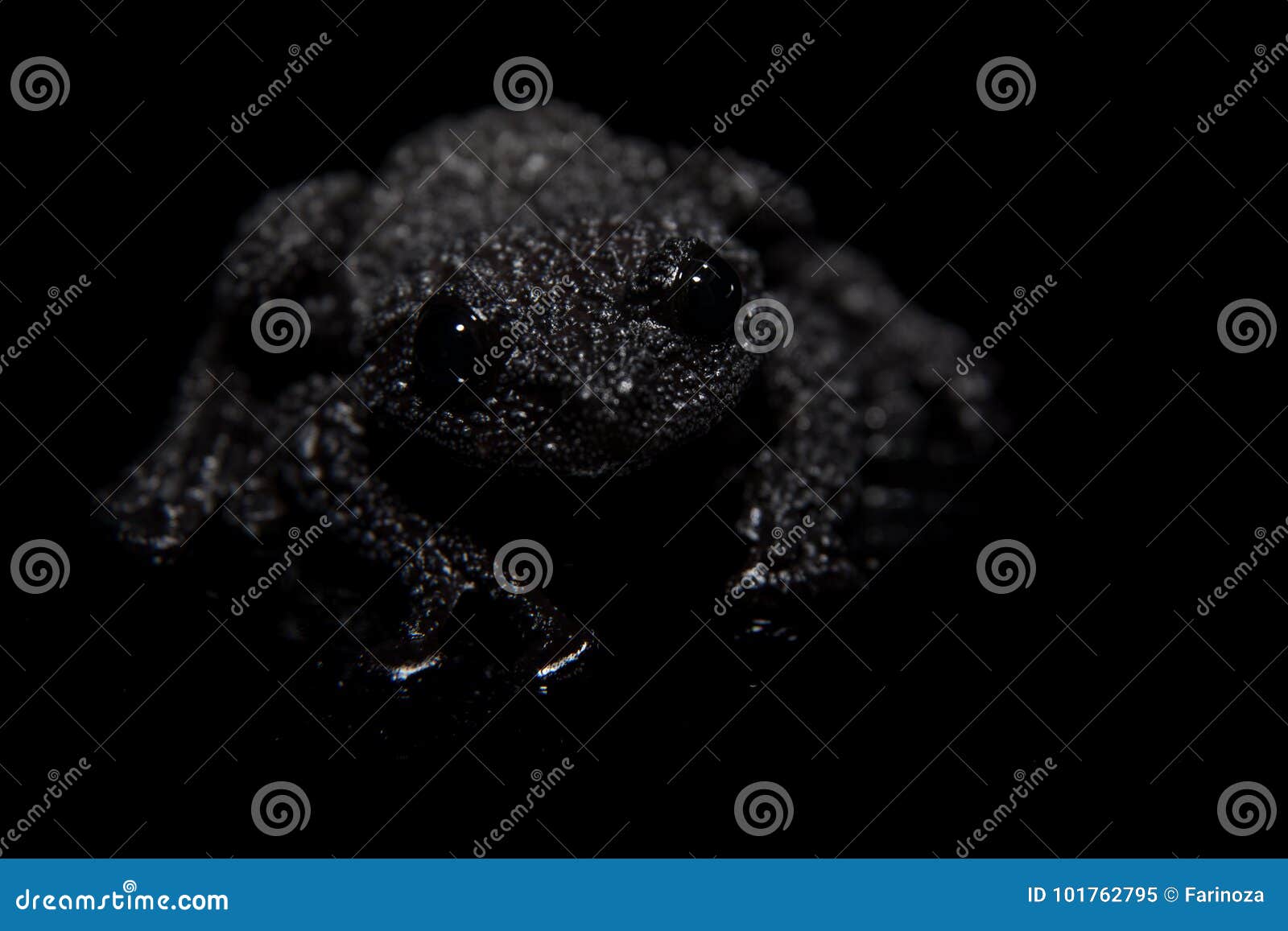 Ryabovi De Theloderma, Spieces Rares De Grenouille Sur Le Noir Image ...