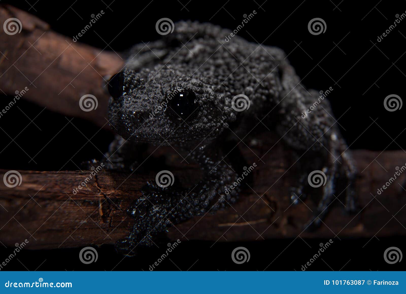 Ryabovi De Theloderma, Spieces Rares De Grenouille Sur Le Noir Image ...