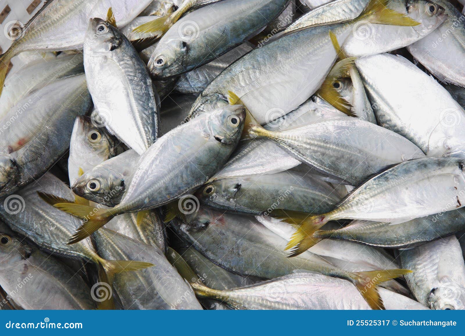 Ryba obraz stock. Obraz złożonej z tajlandia, kuchnia - 25525317