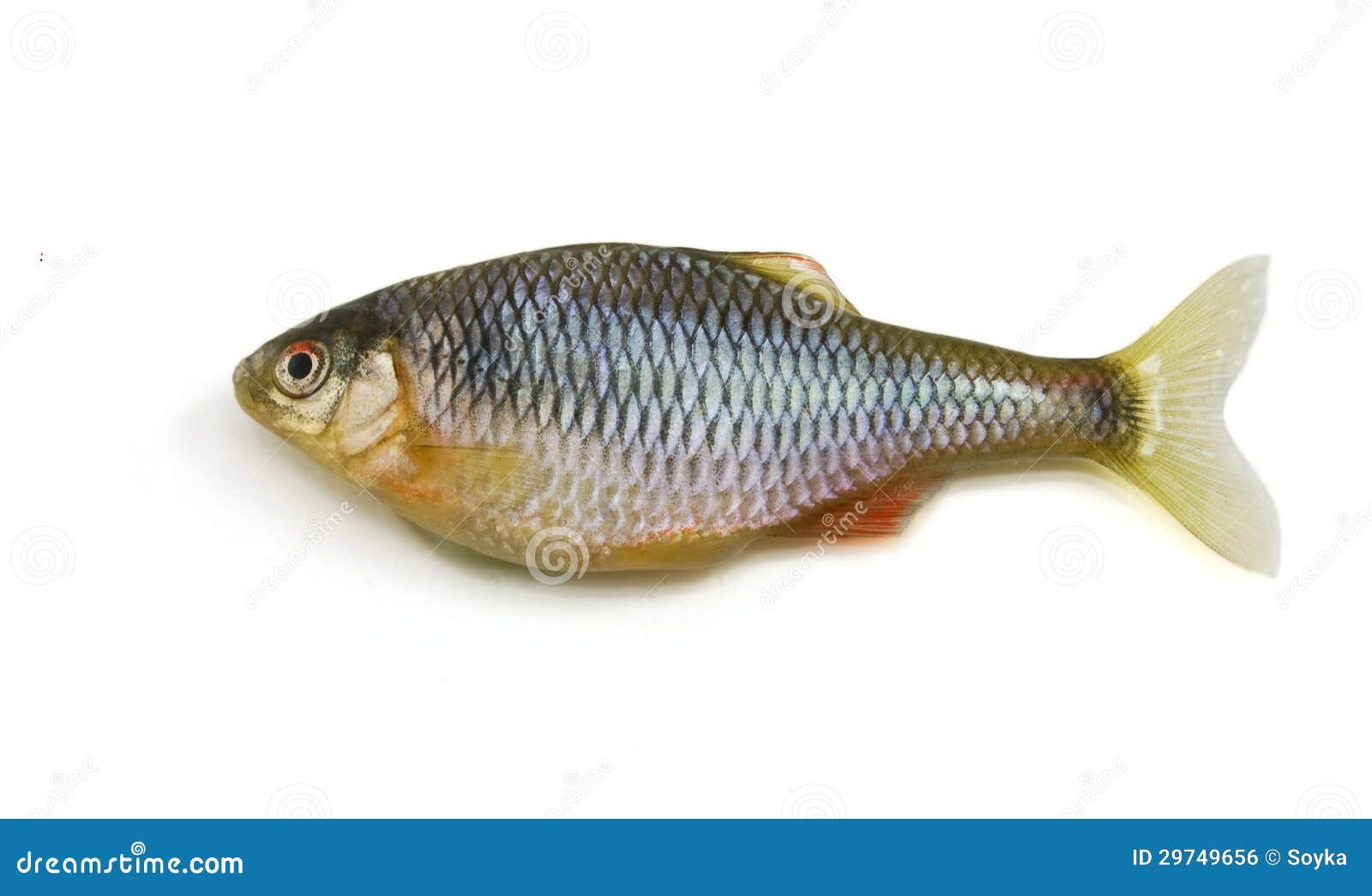 Ryba na białym tle zdjęcie stock. Obraz złożonej z mróz - 29749656
