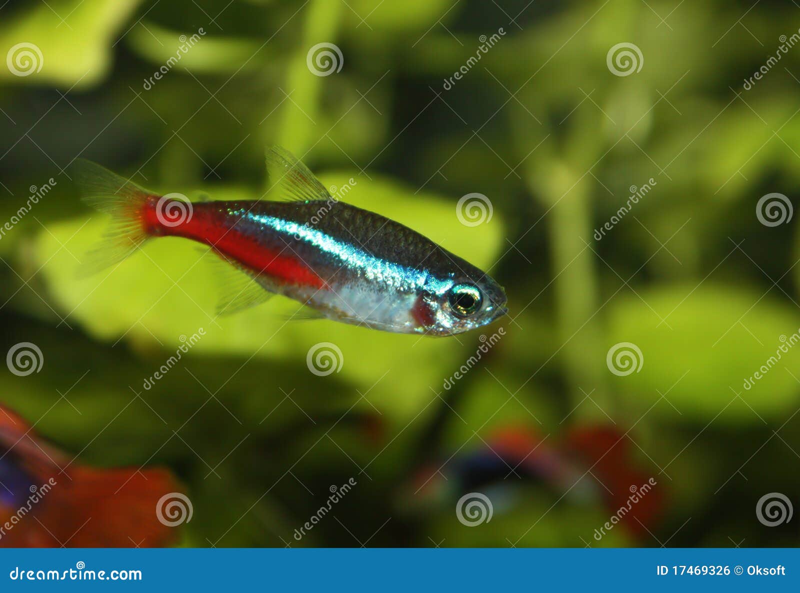 Rybi akwarium neon zdjęcie stock. Obraz złożonej z tropikalny - 17469326