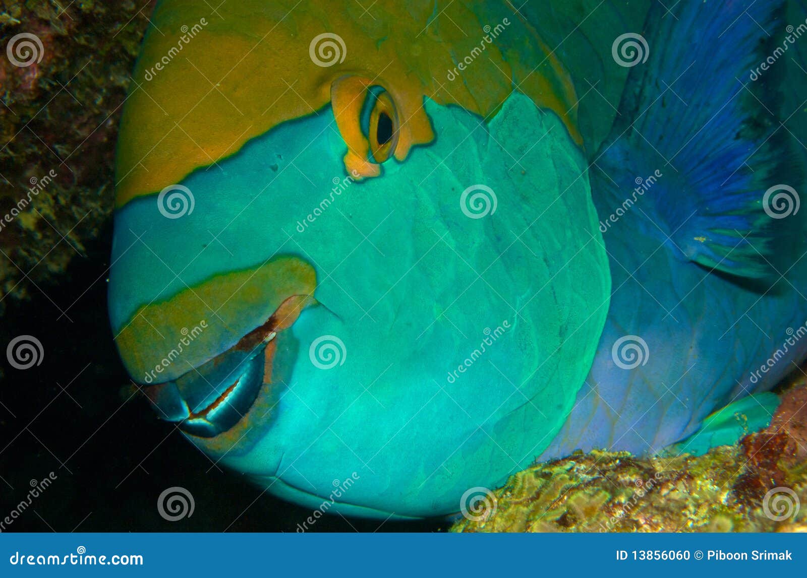 Rybia papuga zdjęcie stock. Obraz złożonej z fauny, żeglarz - 13856060