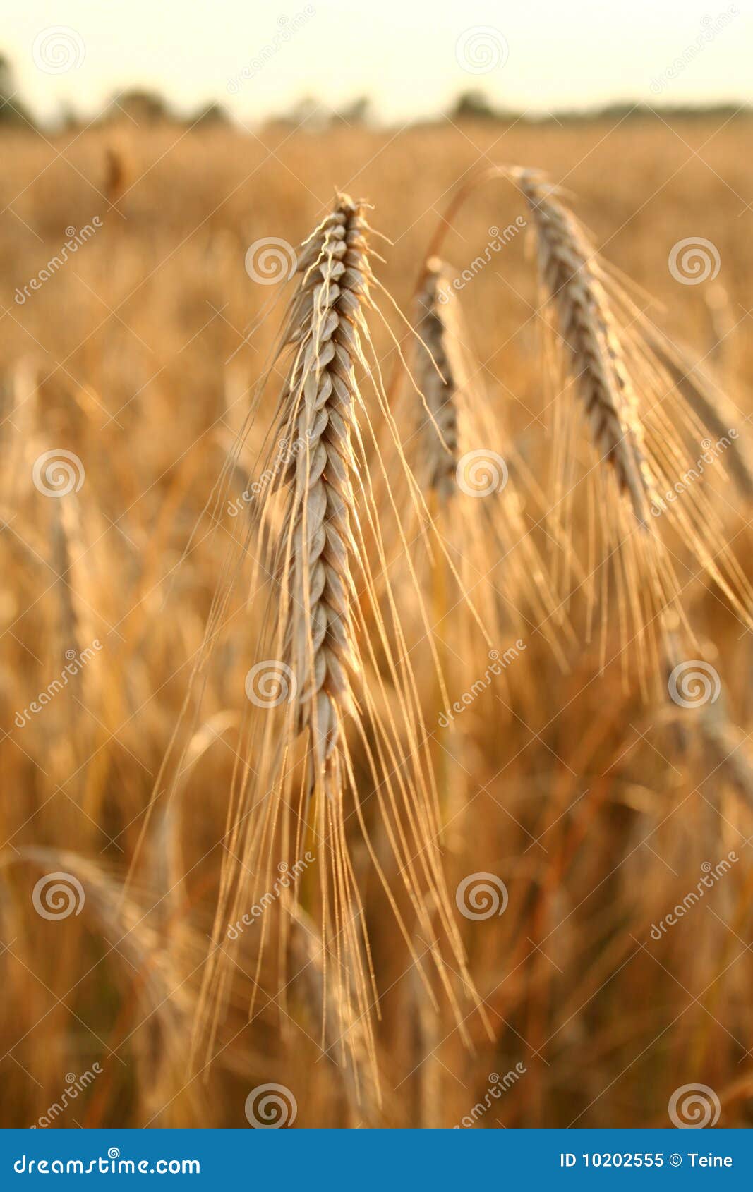 Rye stock image. Image of food, flora, ecology, reaping - 10202555