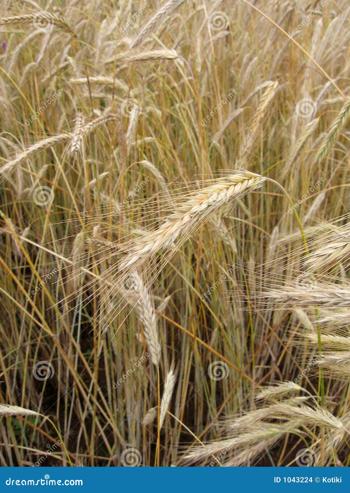 Rye stock photo. Image of gold, thanksgiving, stalk, bread - 1043224