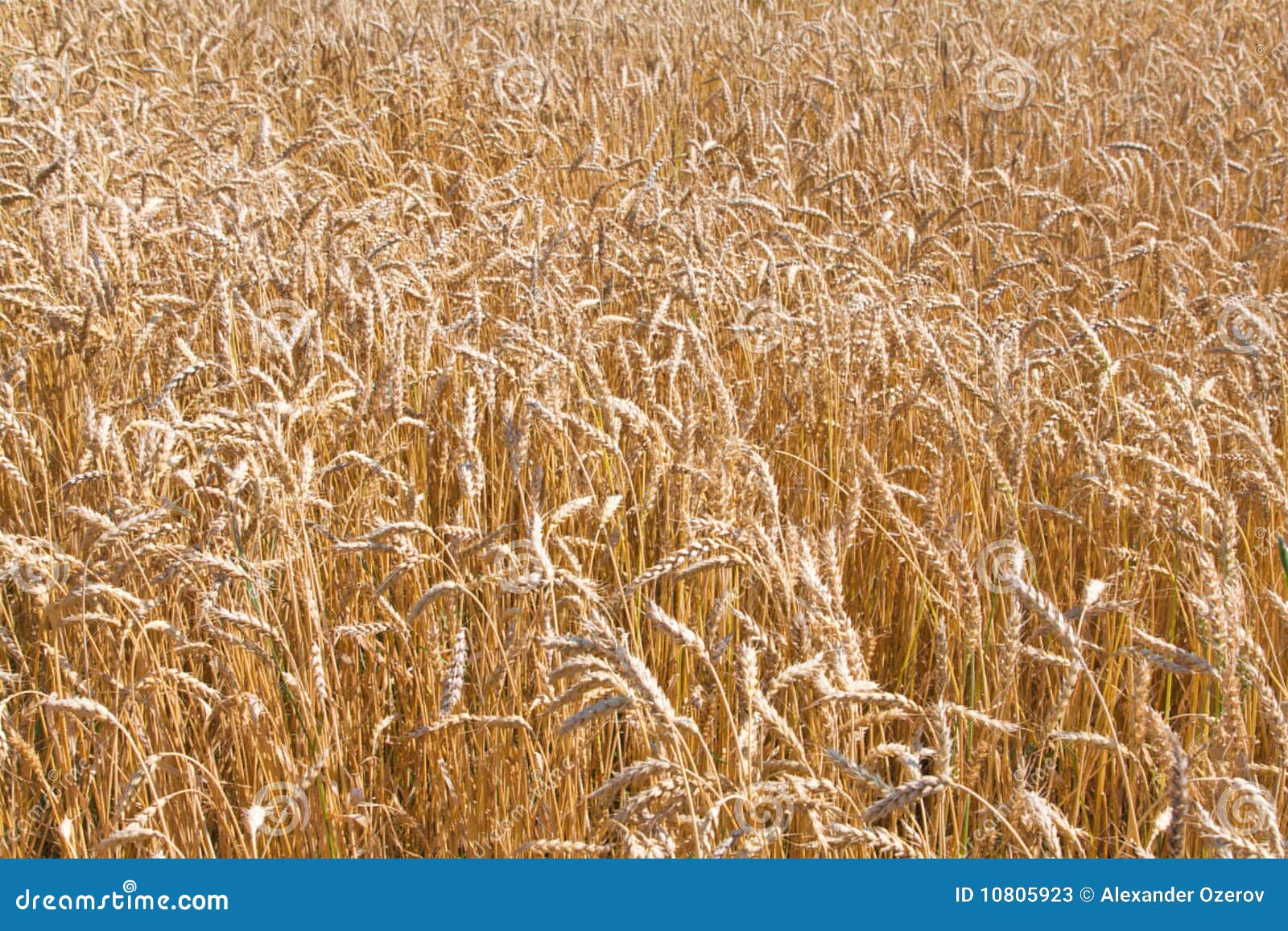 Rye imagen de archivo. Imagen de granja, fondo, sunlight - 10805923