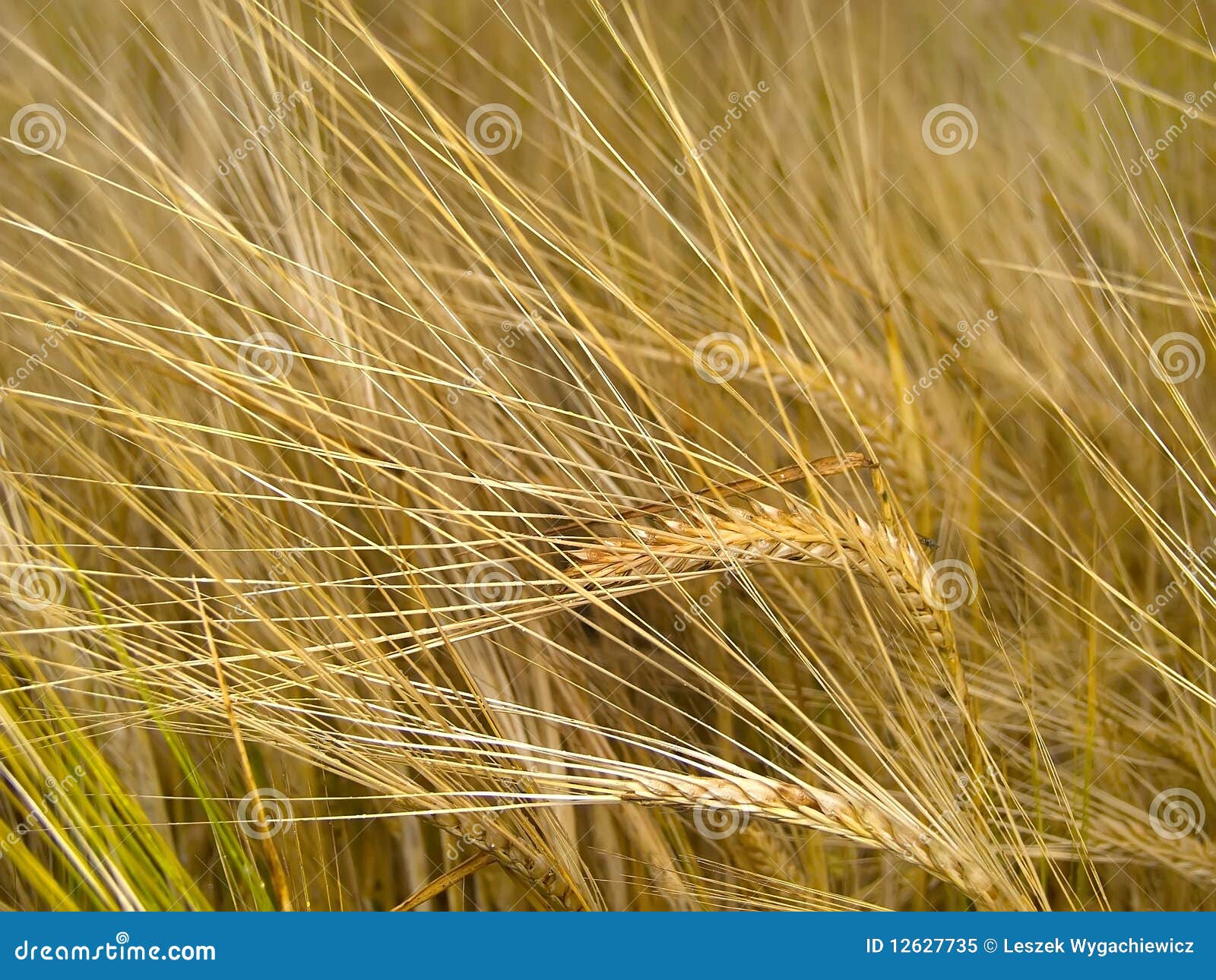 Rye stock image. Image of food, field, beheld, autumn - 12627735