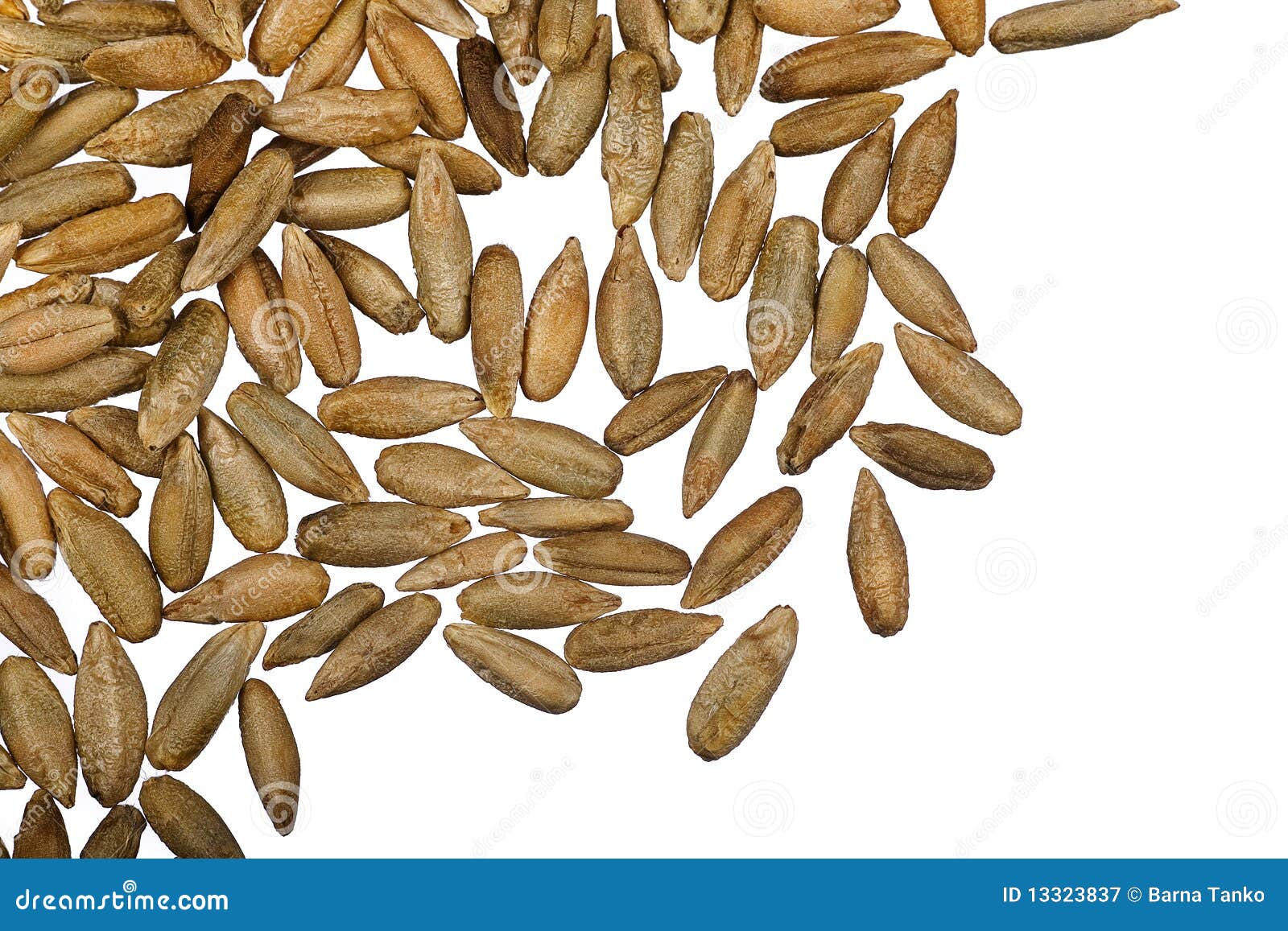 Rye stock image. Image of dark, food, macro, grain, plant - 13323837