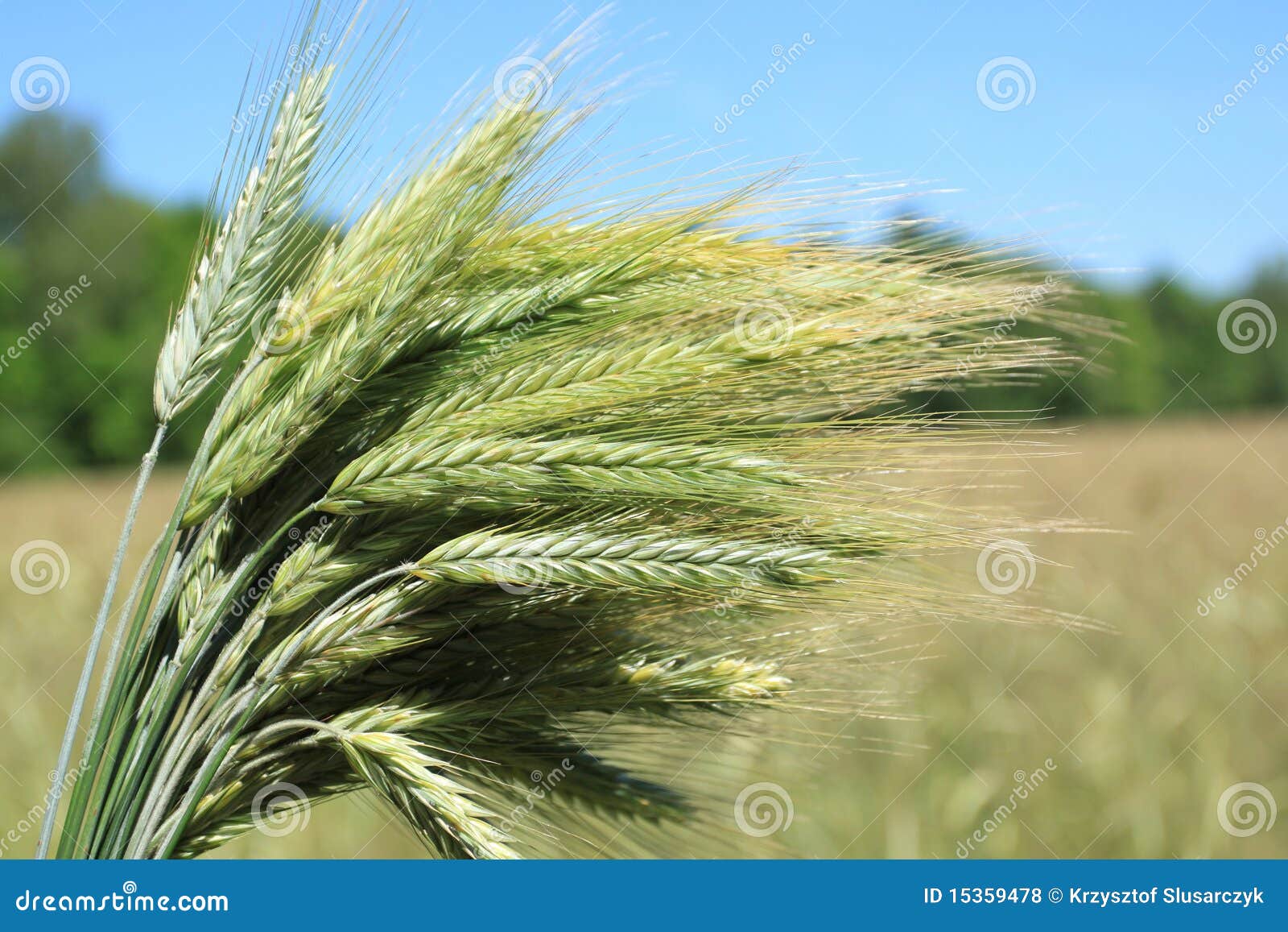 Rye stock photo. Image of farmland, farming, spikes, european - 15359478