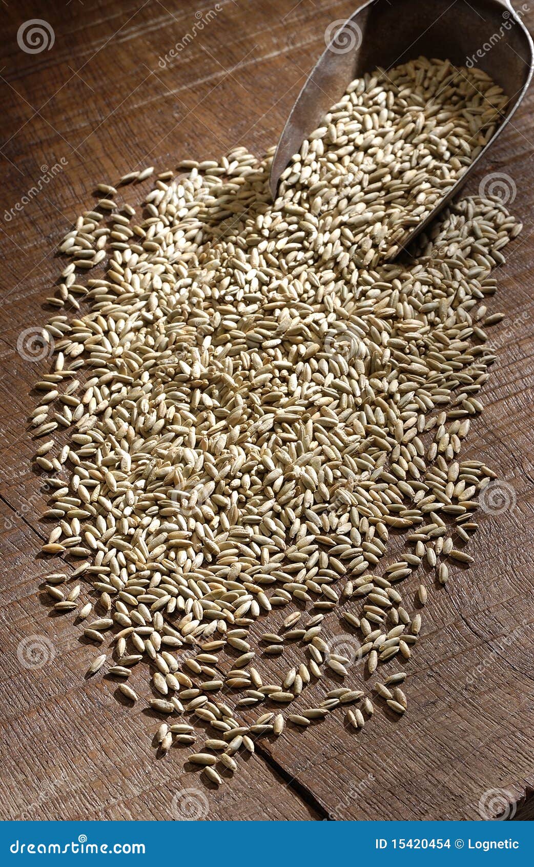 Rye stock photo. Image of paddle, nature, agrarian, food - 15420454