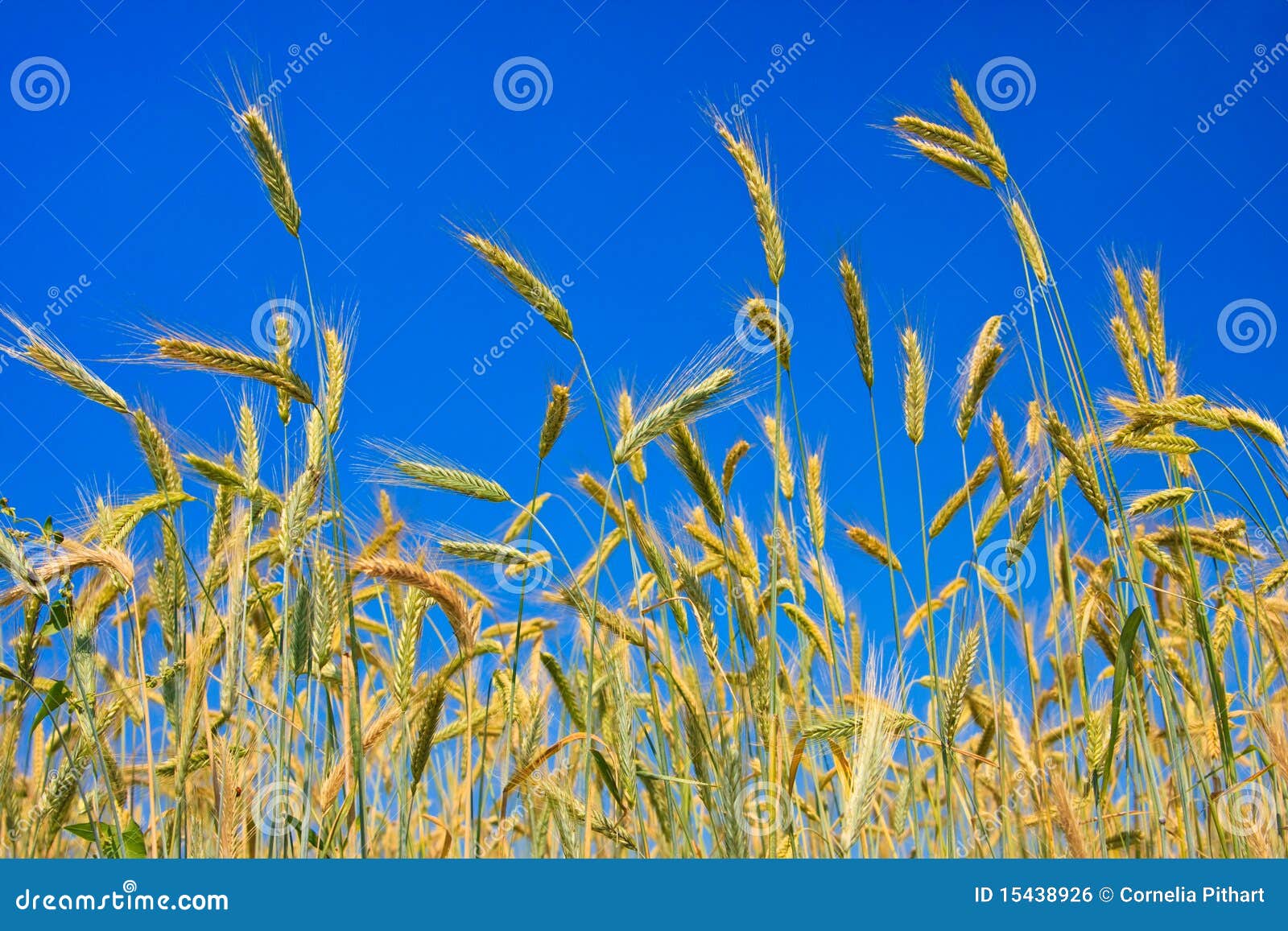 Rye stock photo. Image of grain, summer, cereals, copy - 15438926