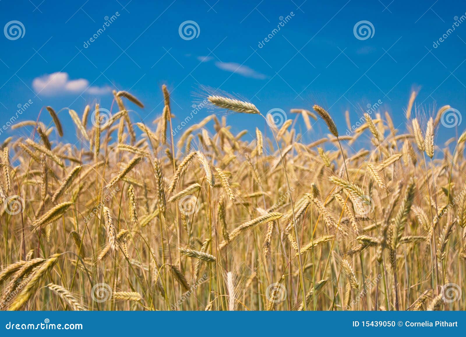 Rye stock photo. Image of scene, seasoned, horizontal - 15439050