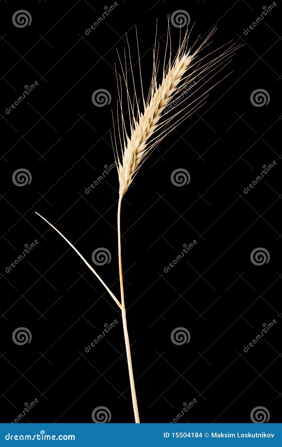 Rye stock photo. Image of eating, food, healthy, crop - 15504184