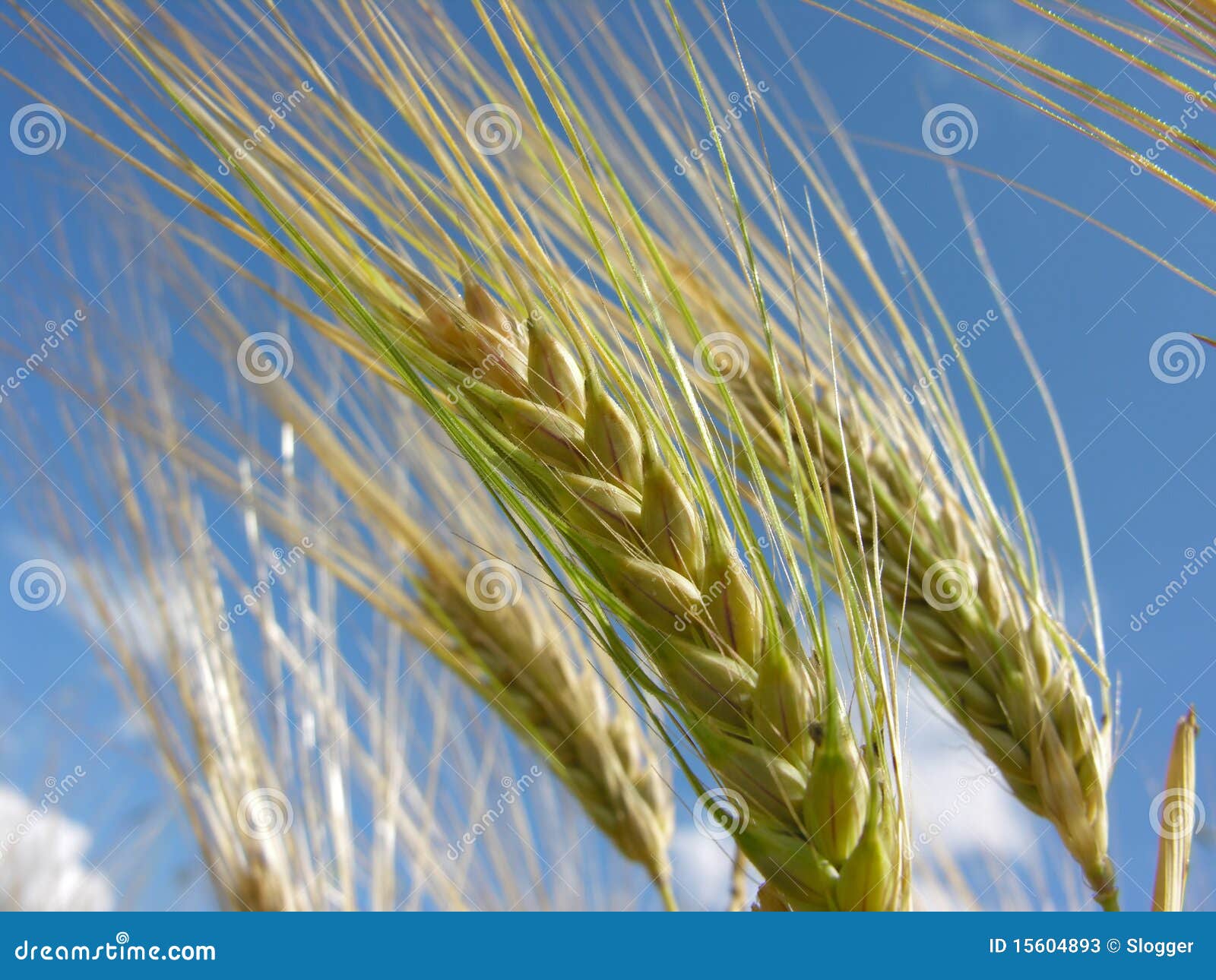 Rye stock image. Image of agrarian, summer, farming, cereal - 15604893
