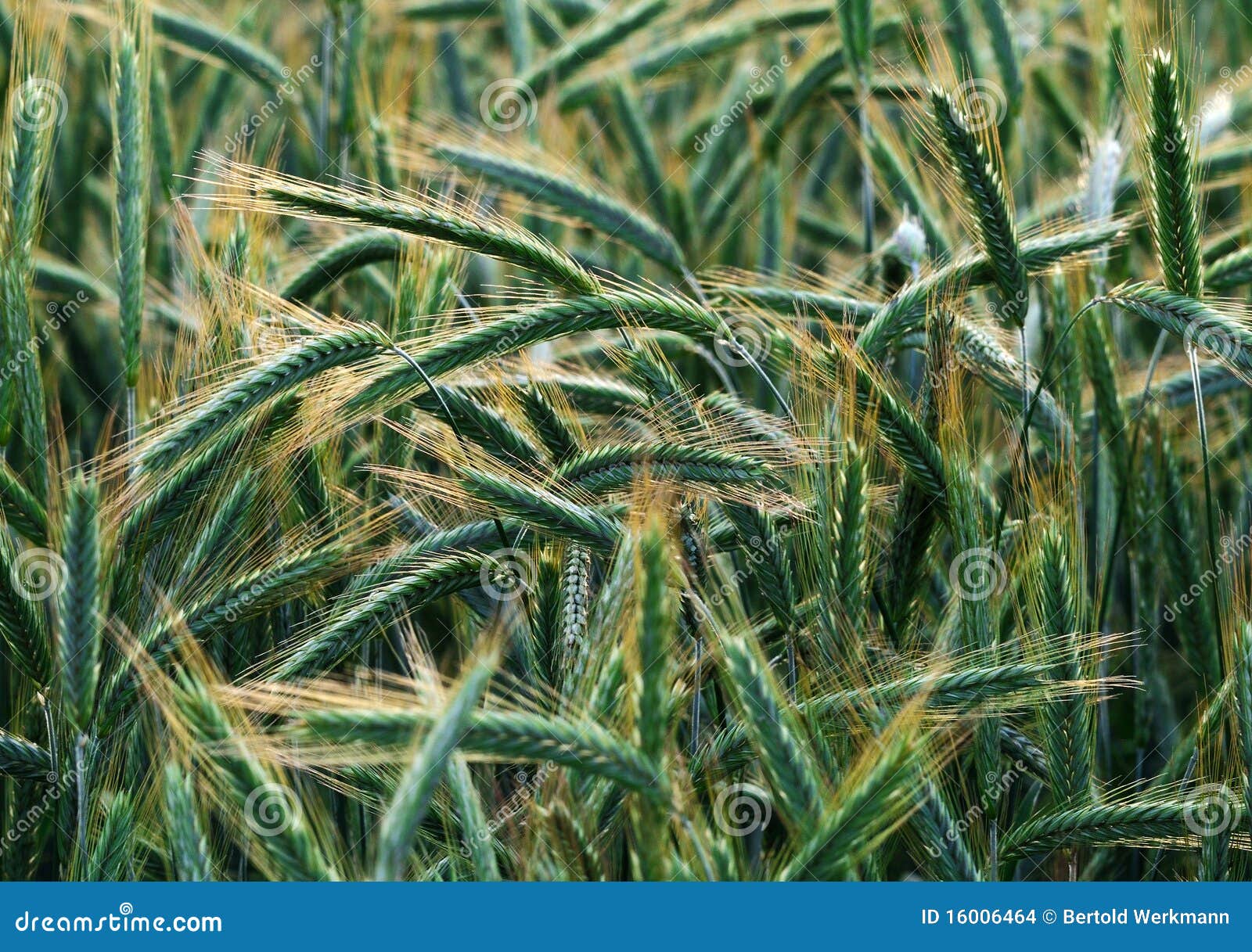 Rye stock photo. Image of fertility, corn, growth, farming - 16006464
