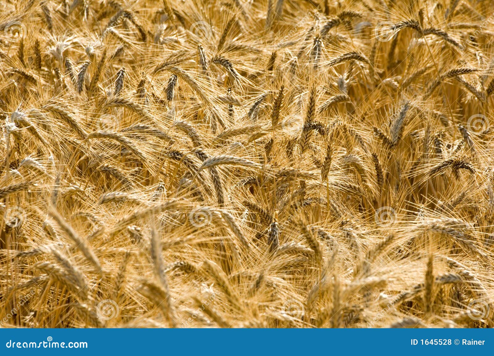Rye stock photo. Image of country, ears, cultivated, farming - 1645528