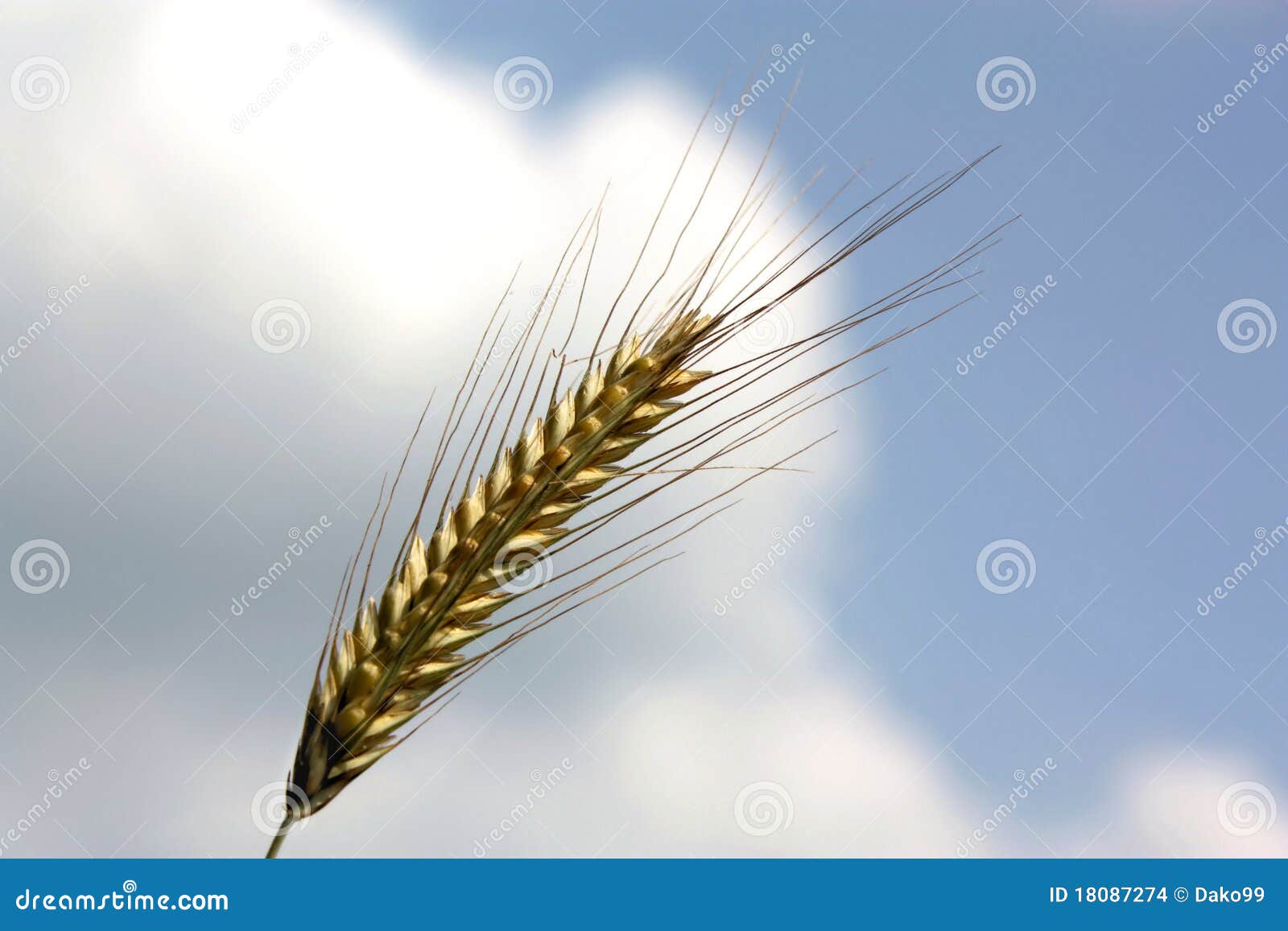 Rye stock photo. Image of flora, grain, clouds, blue - 18087274