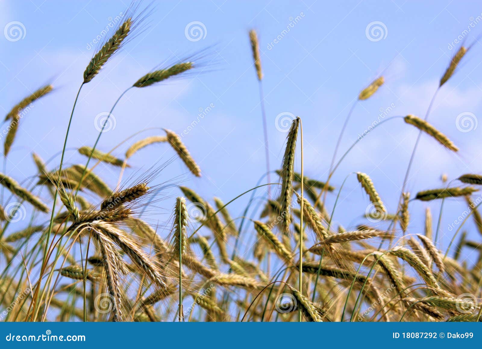 Rye stock photo. Image of flora, nutrition, food, blue - 18087292