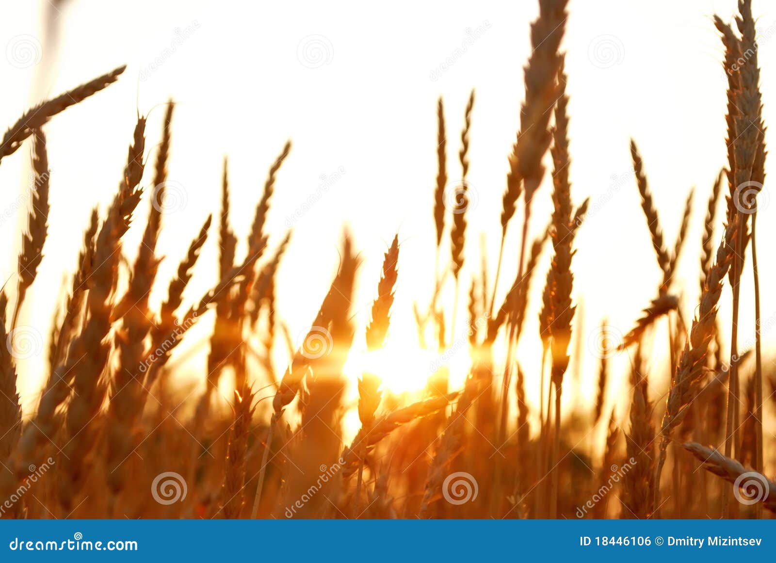 Rye stock photo. Image of land, farm, close, clear, agriculture - 18446106