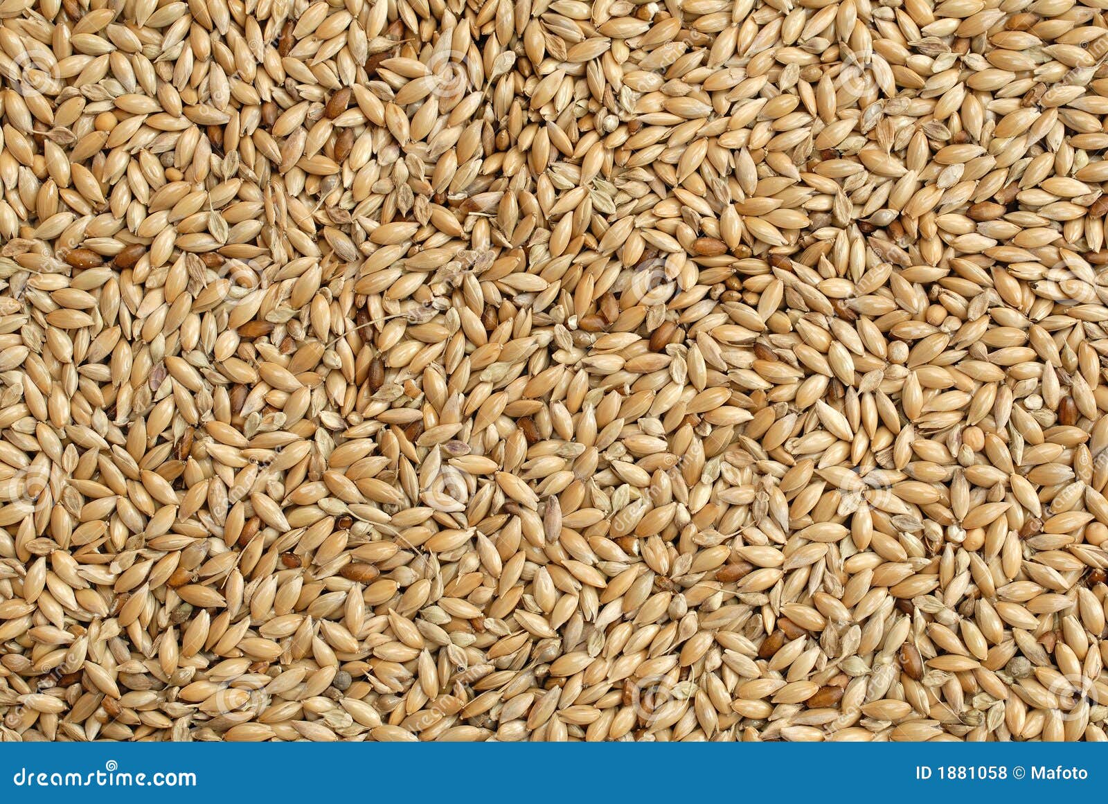 Rye foto de archivo. Imagen de gramos, detalle, harina - 1881058