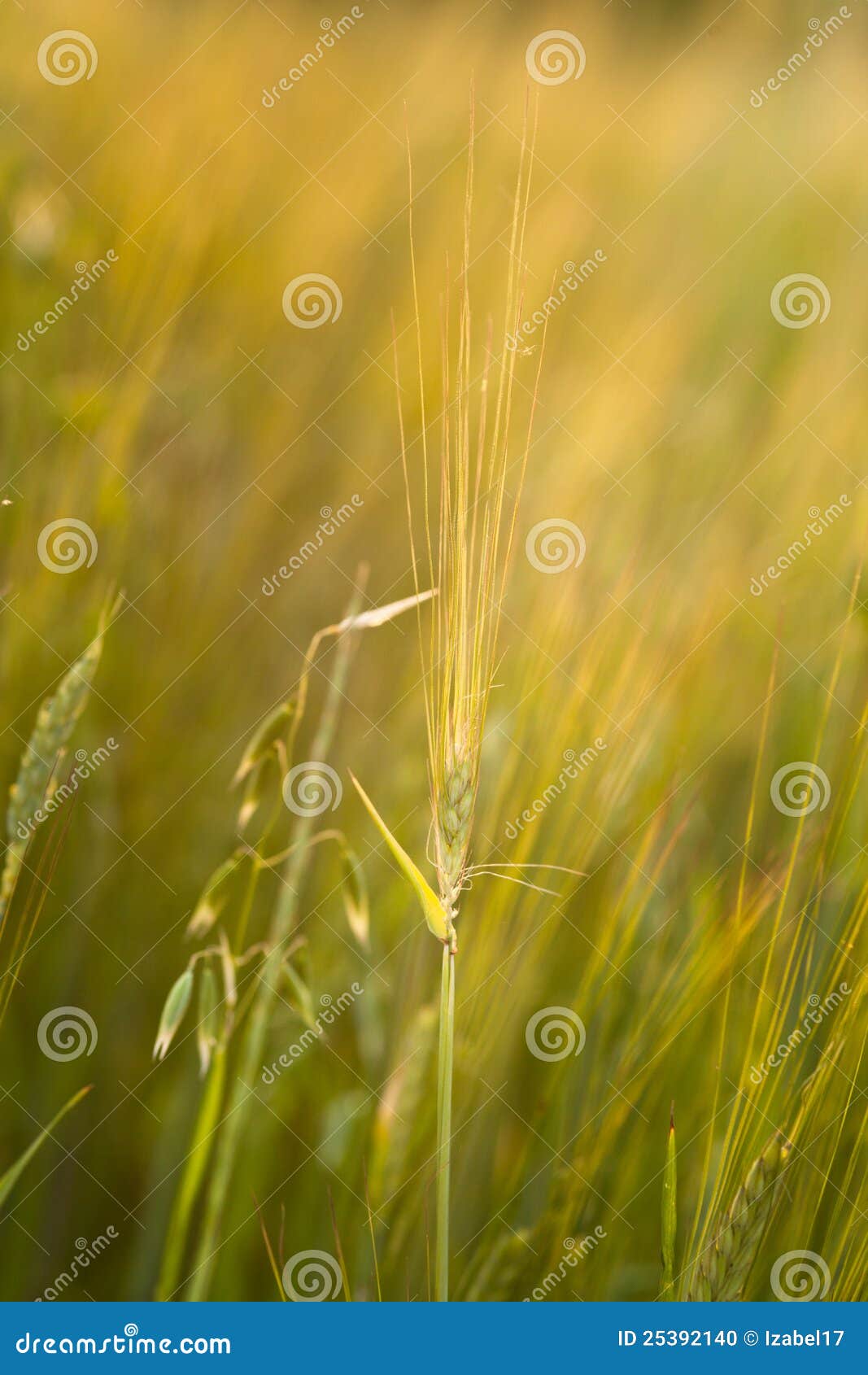 Rye stock photo. Image of nature, plant, field, yellow - 25392140