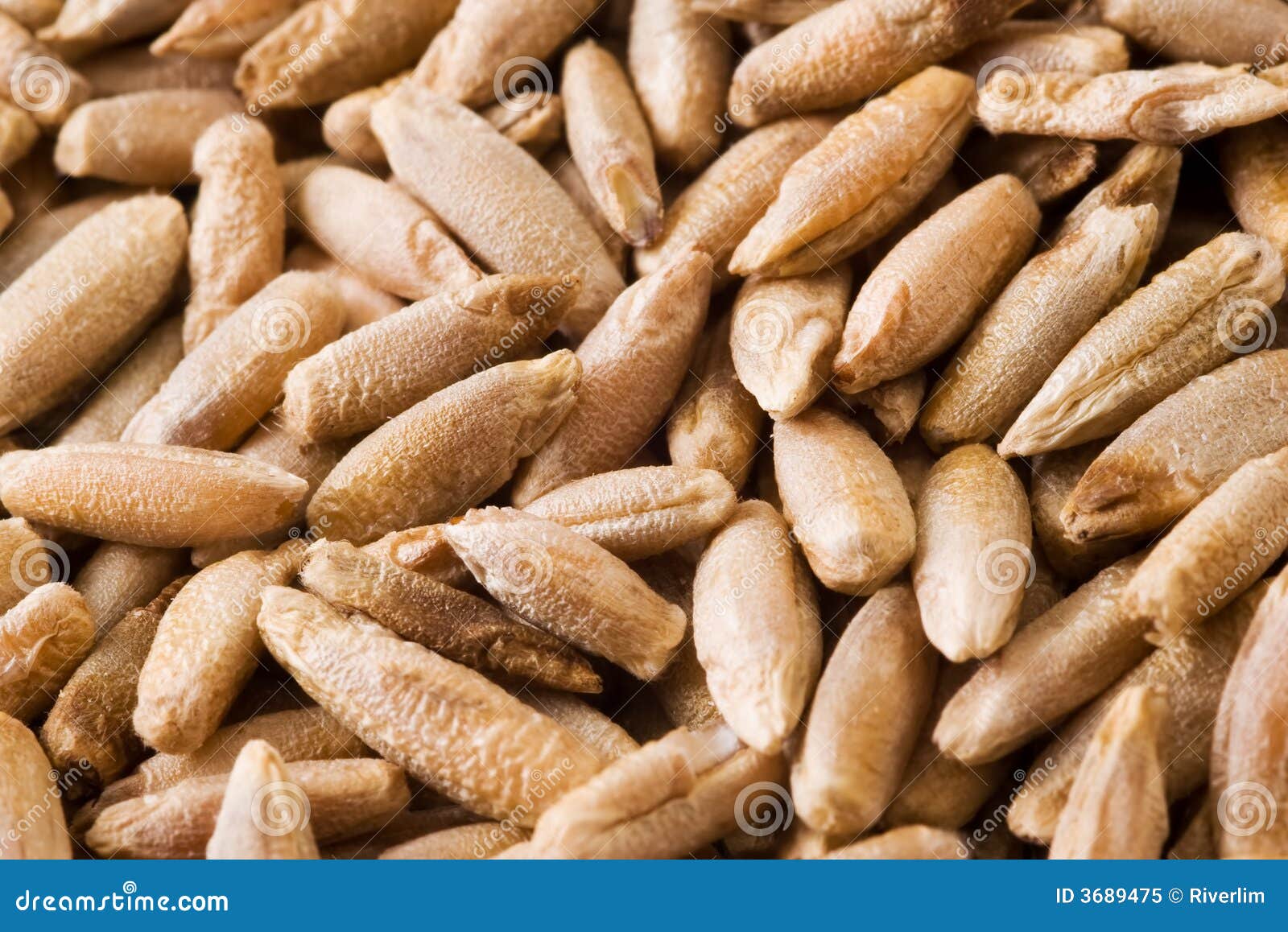 Rye stock image. Image of isolated, bakery, nutrition - 3689475