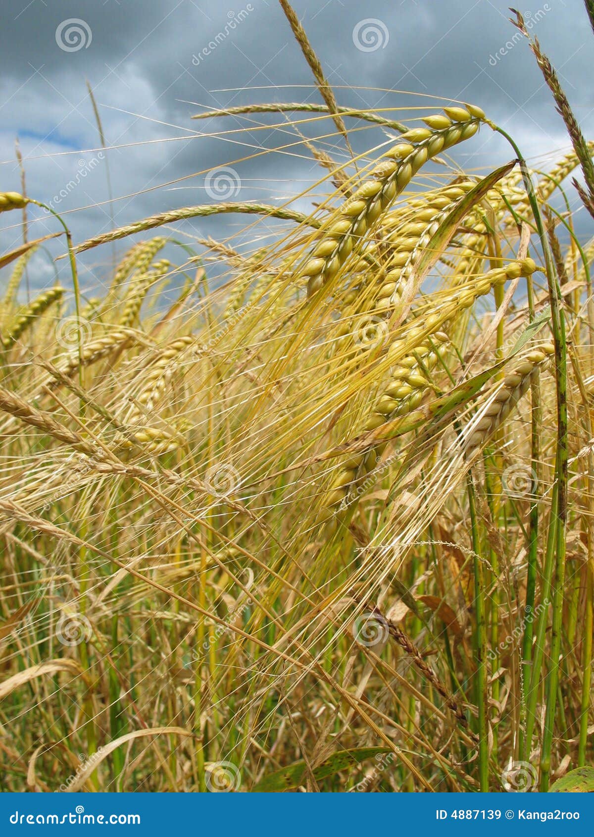 Rye stock image. Image of heavy, field, harvest, stroke - 4887139