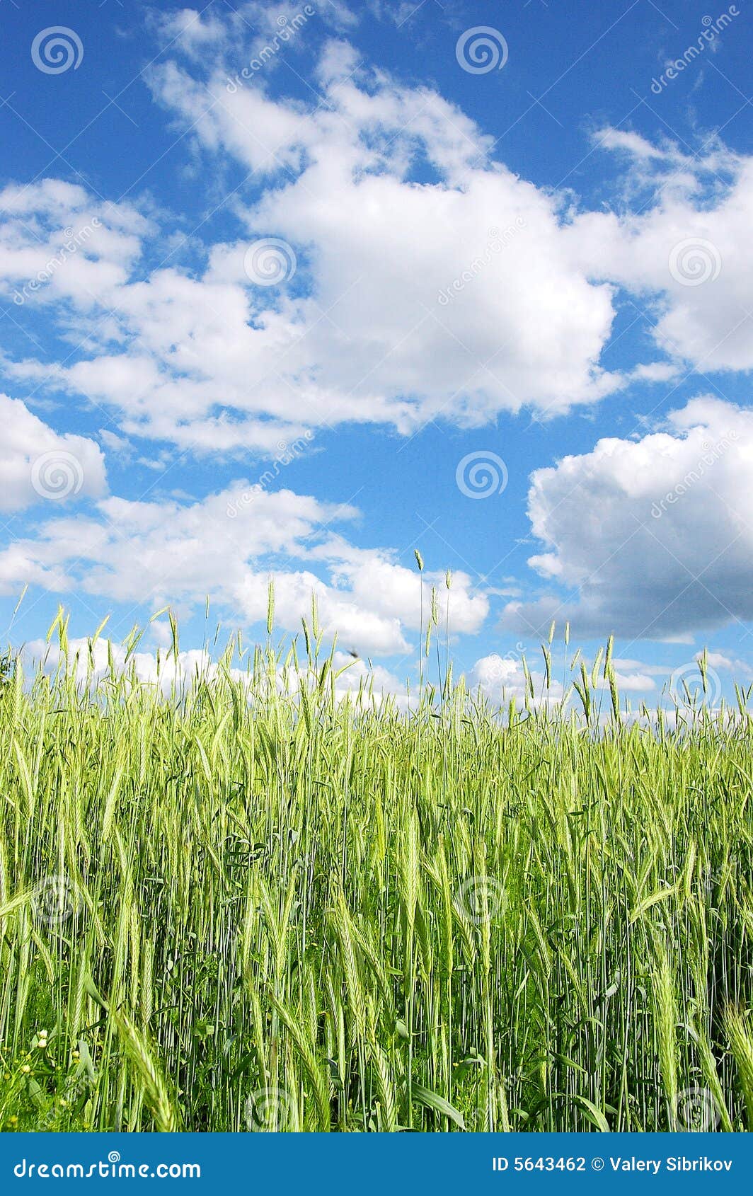 The rye stock photo. Image of flowering, blooming, growing - 5643462