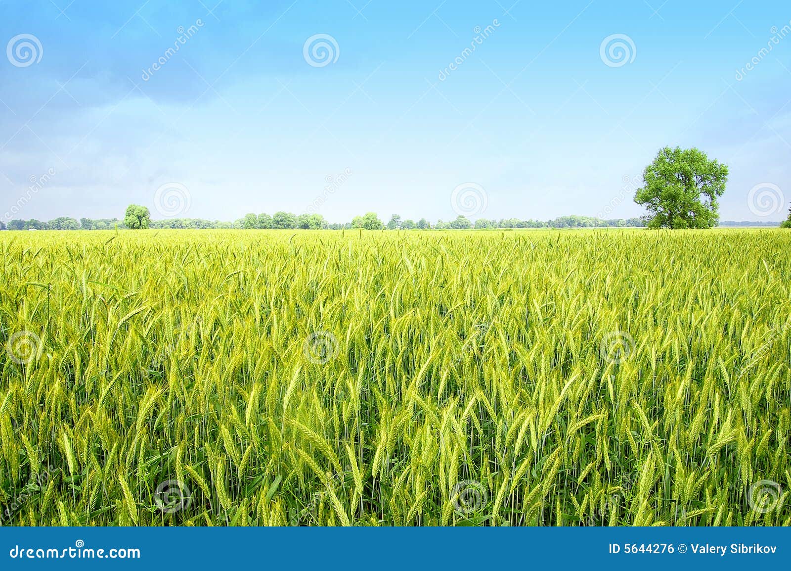 The rye stock photo. Image of close, farmland, farming - 5644276