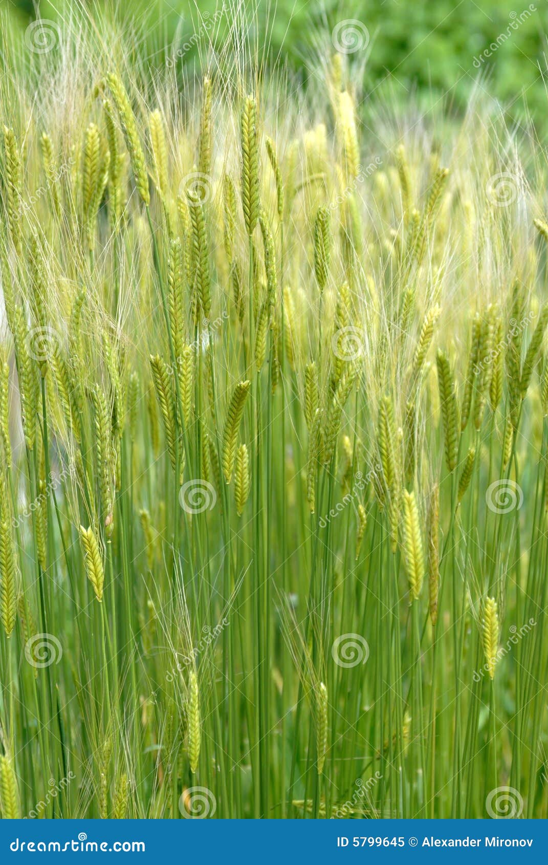 Rye stock image. Image of herb, kernel, grain, grains - 5799645