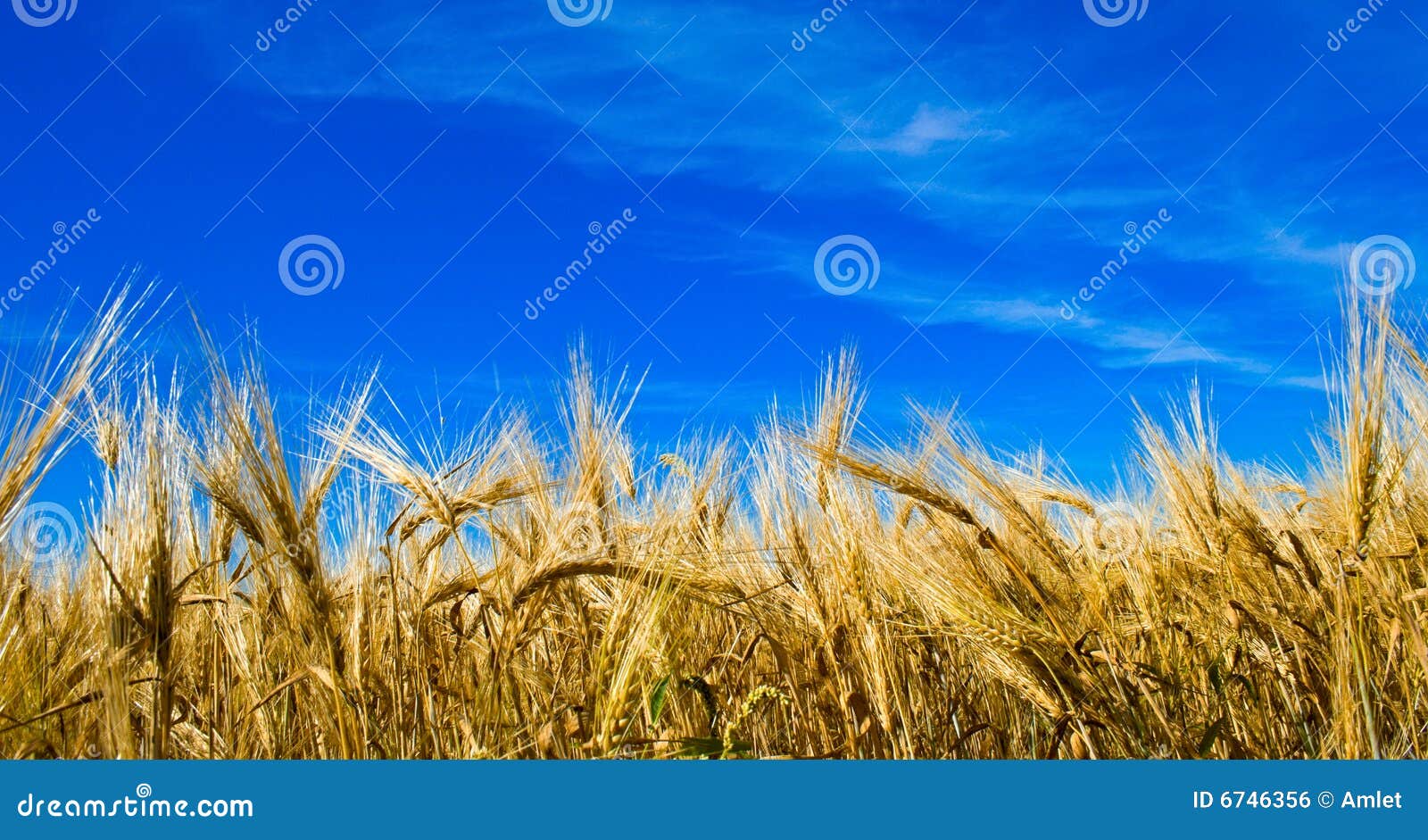 Rye stock photo. Image of meadow, nice, grow, ecology - 6746356