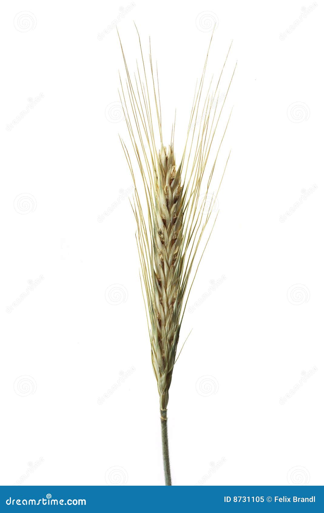 Rye stock image. Image of healthy, wheat, spike, corn - 8731105