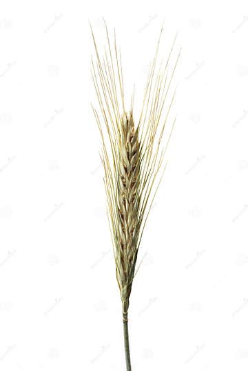 Rye stock image. Image of healthy, wheat, spike, corn - 8731105