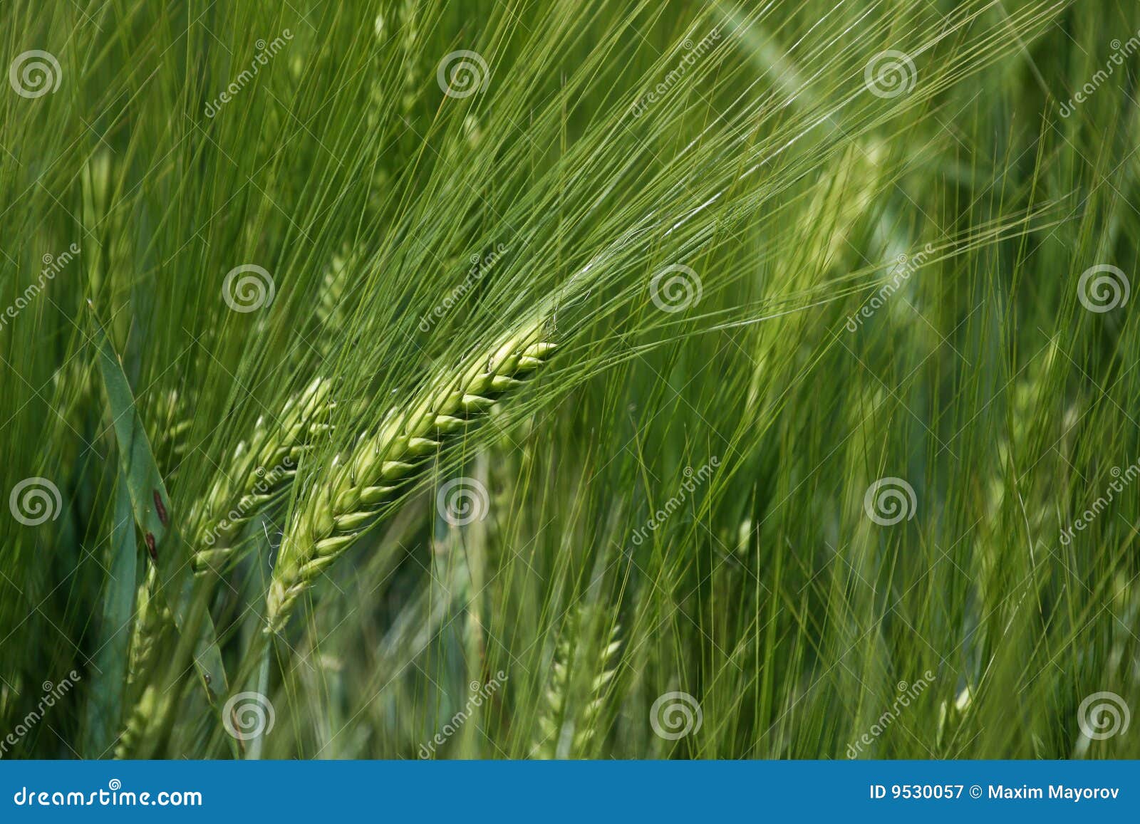 Rye stock image. Image of ingredient, life, grain, meal - 9530057