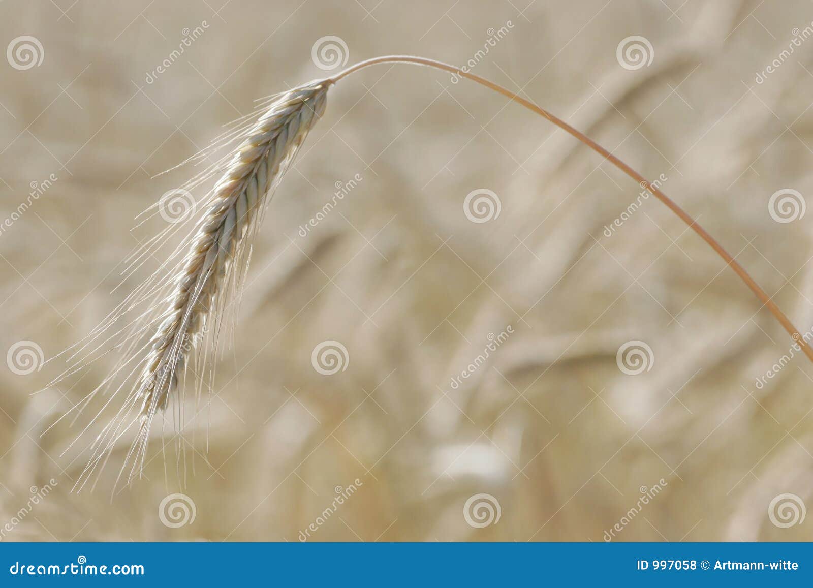 Rye stock photo. Image of grow, bread, crops, close, countryside - 997058