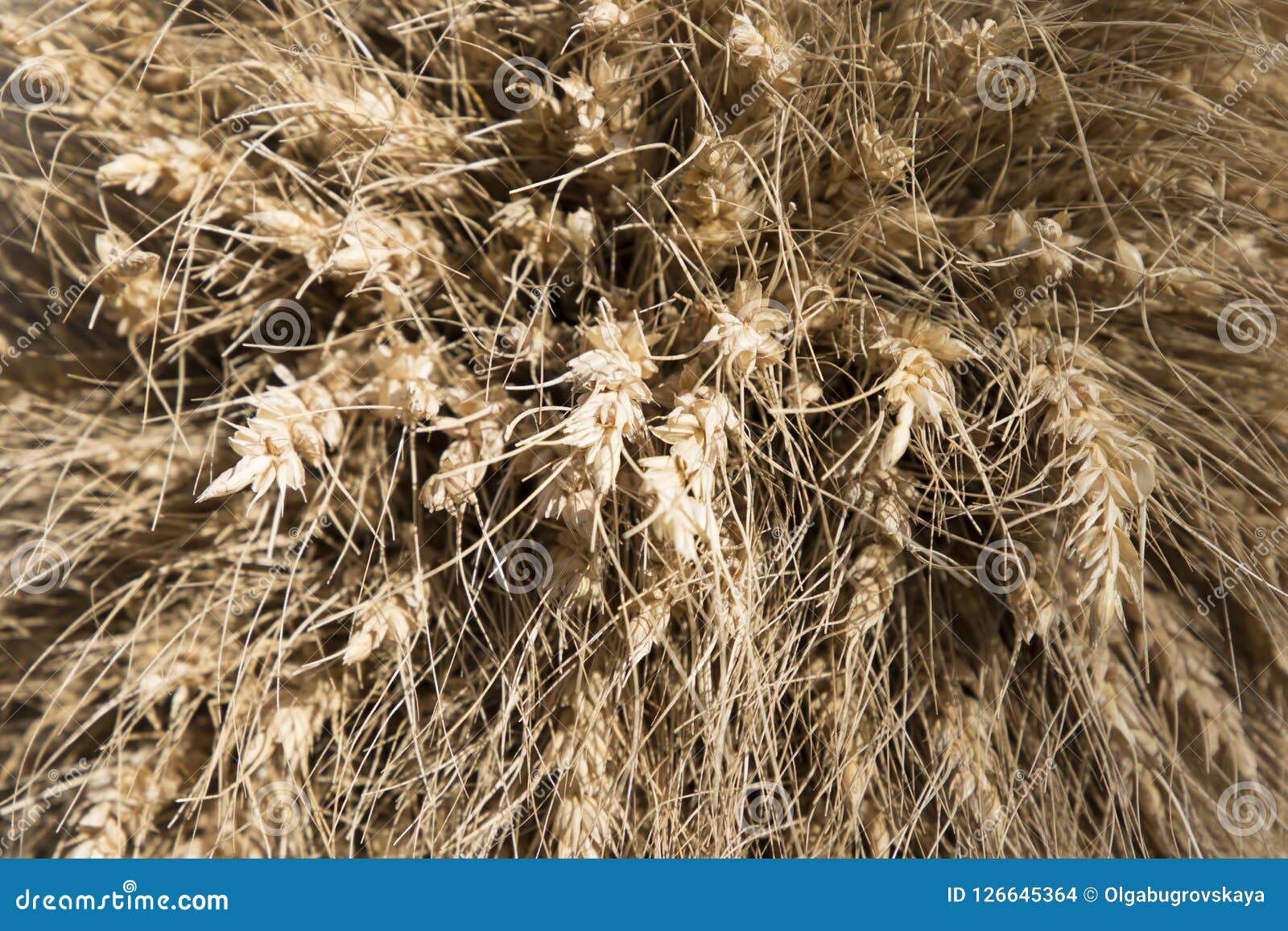 Rye Background with Space for Text Stock Photo - Image of space ...